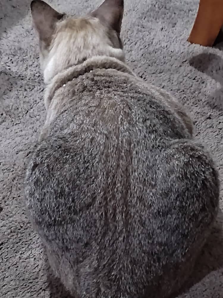 Carpet loaf | Scrolller