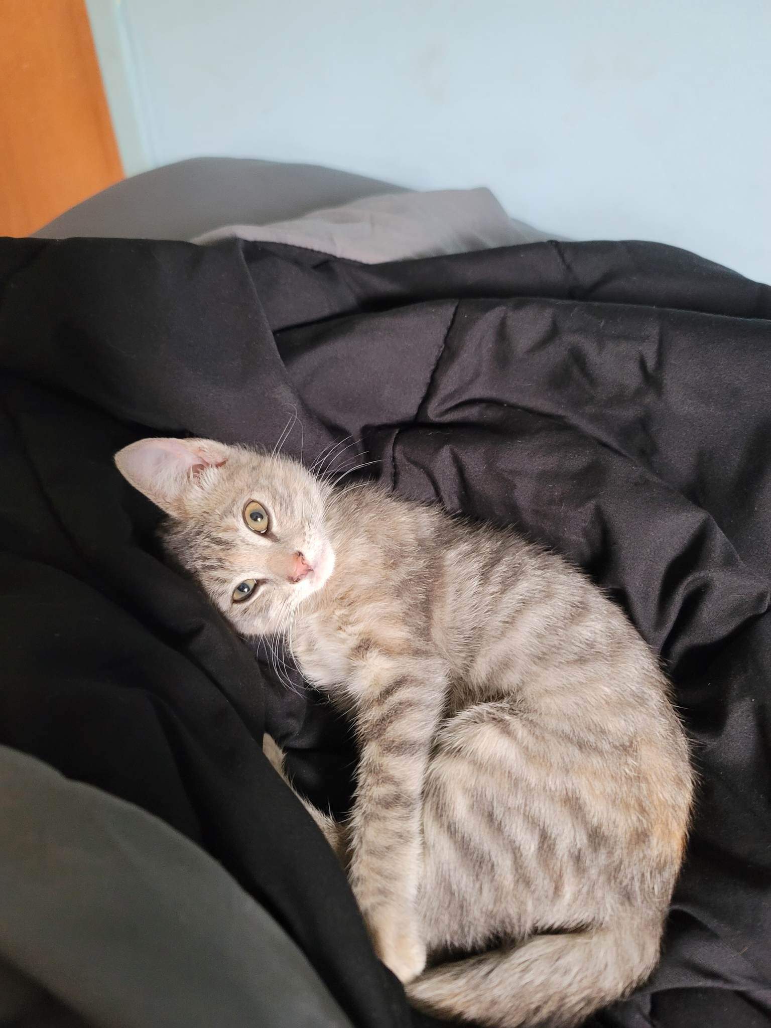 (OC) What do you guys think of Lucky? | Scrolller