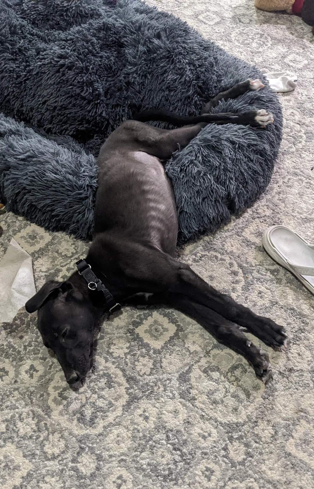 10 weeks old and already perfected the bed fail. | Scrolller