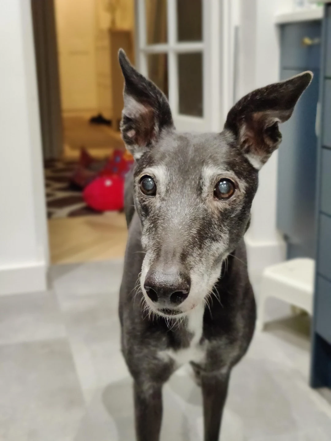 Introducing a new greyhound into a house with a baby | Scrolller