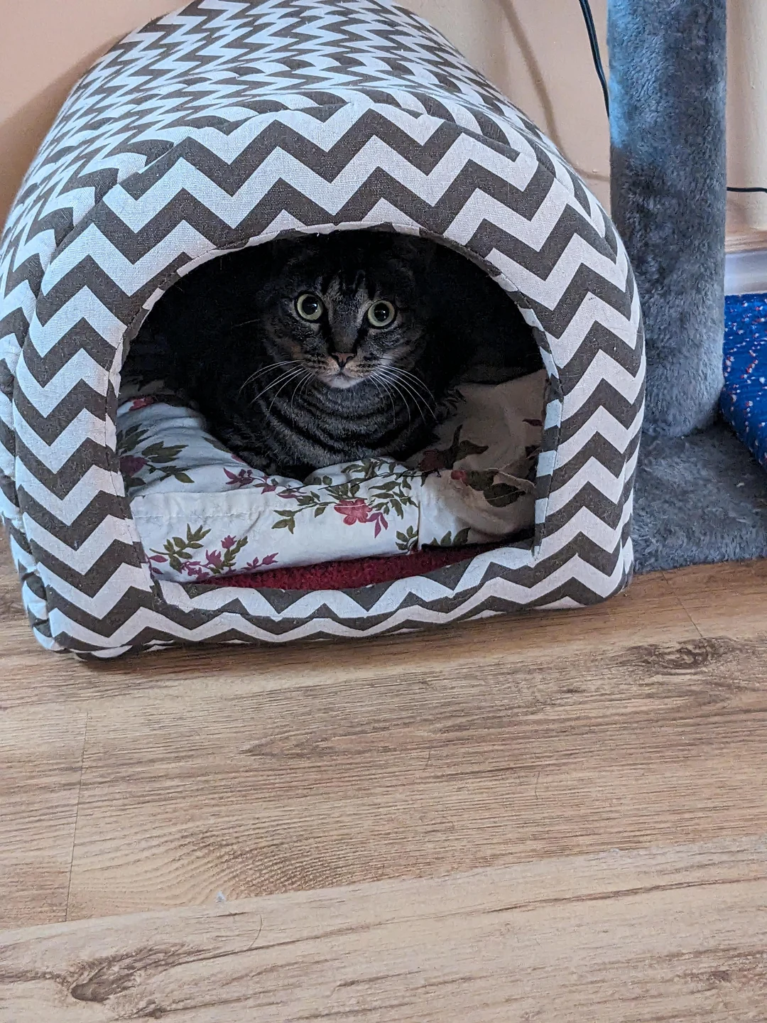 Zelda loafing in her cat cave! 🥹😍 | Scrolller