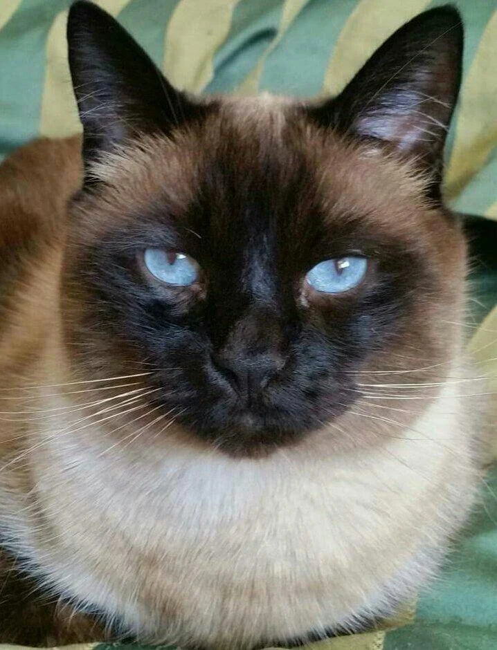 This Cute Siamese 🐱 | Scrolller