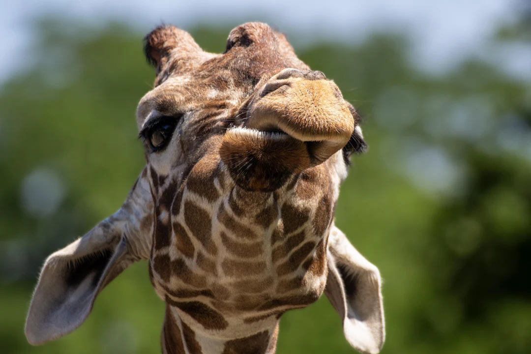 Giraffe at the zoo | Scrolller