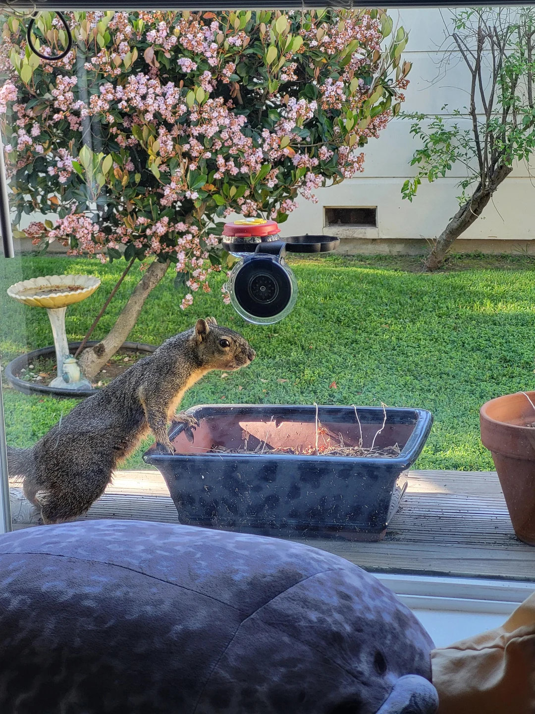 Visitor at my bedroom window | Scrolller