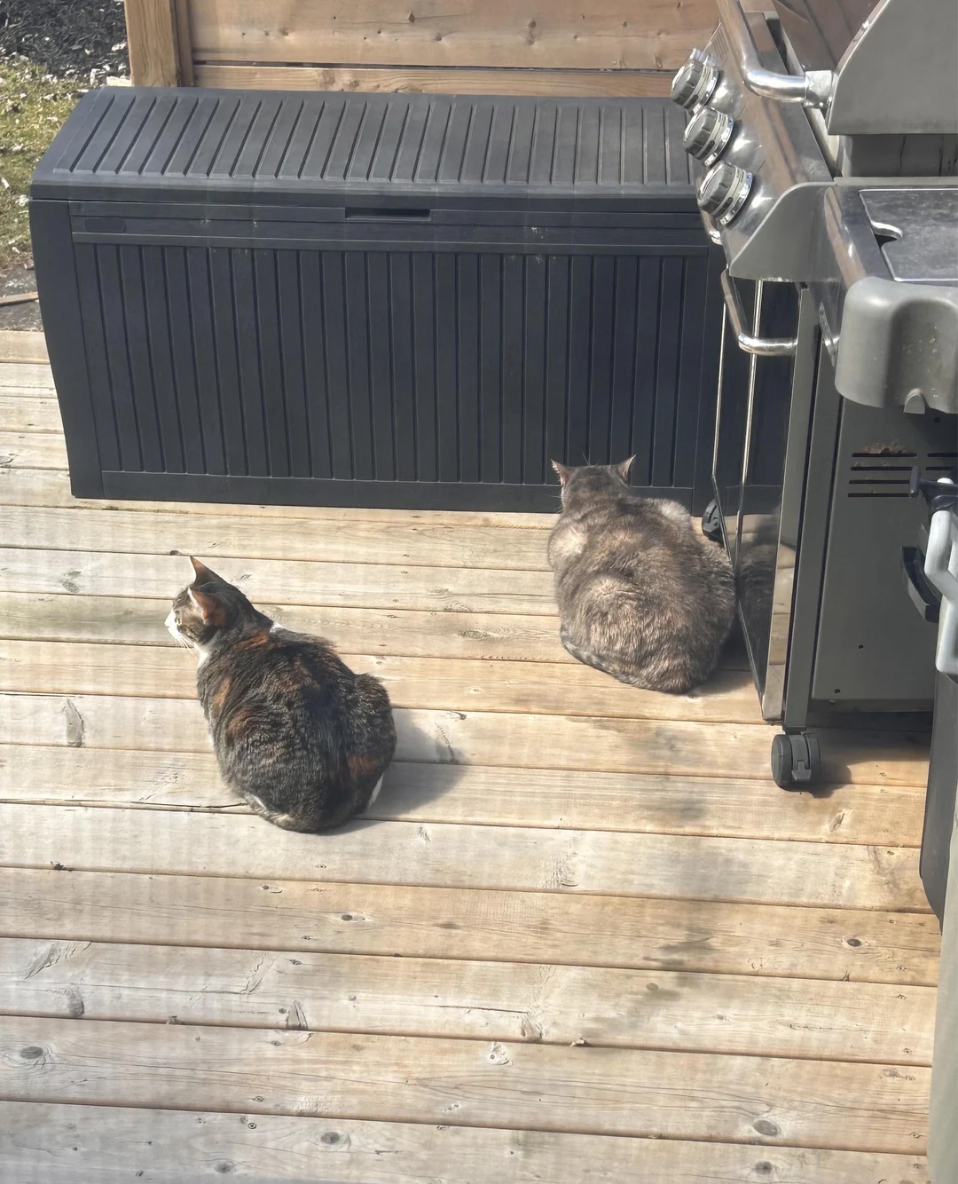 Double loafing on the deck | Scrolller