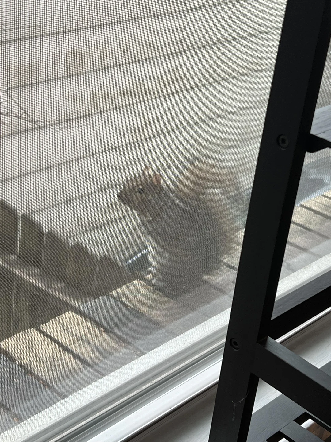 Very polite squirrel | Scrolller