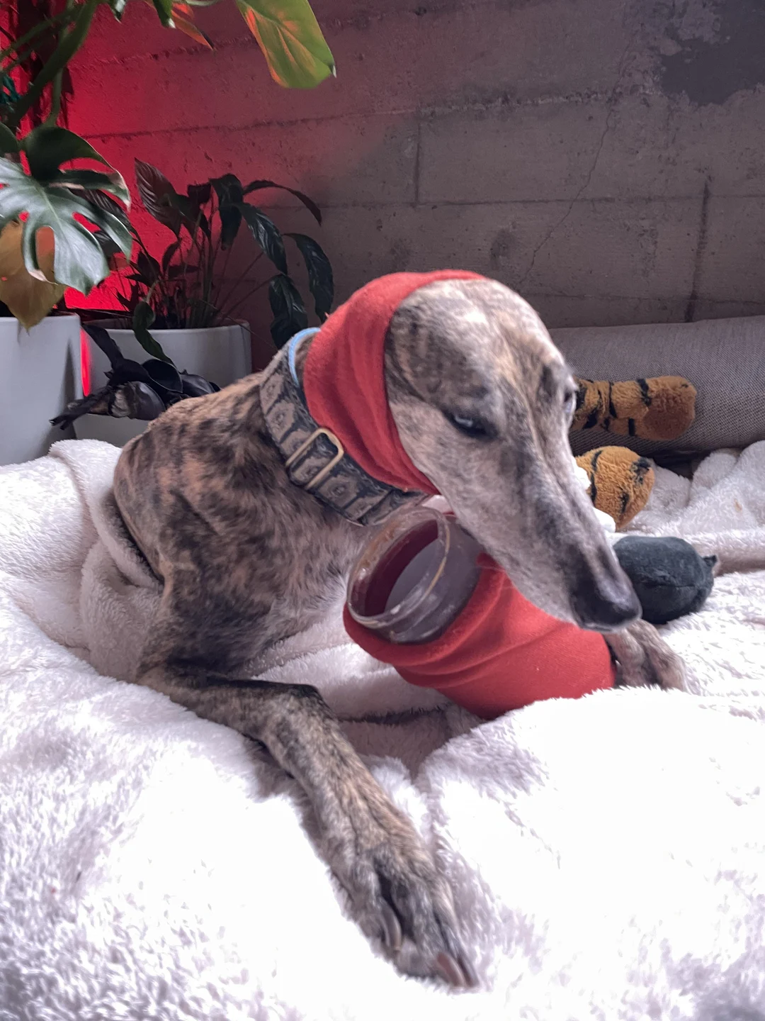 Little red riding snoot 🐺 | Scrolller