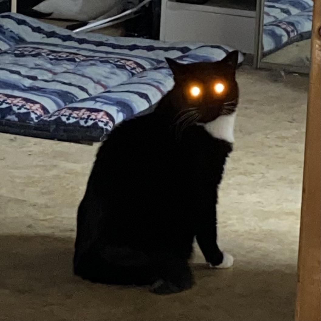 To Battle! Show me your armed laser kitties! | Scrolller