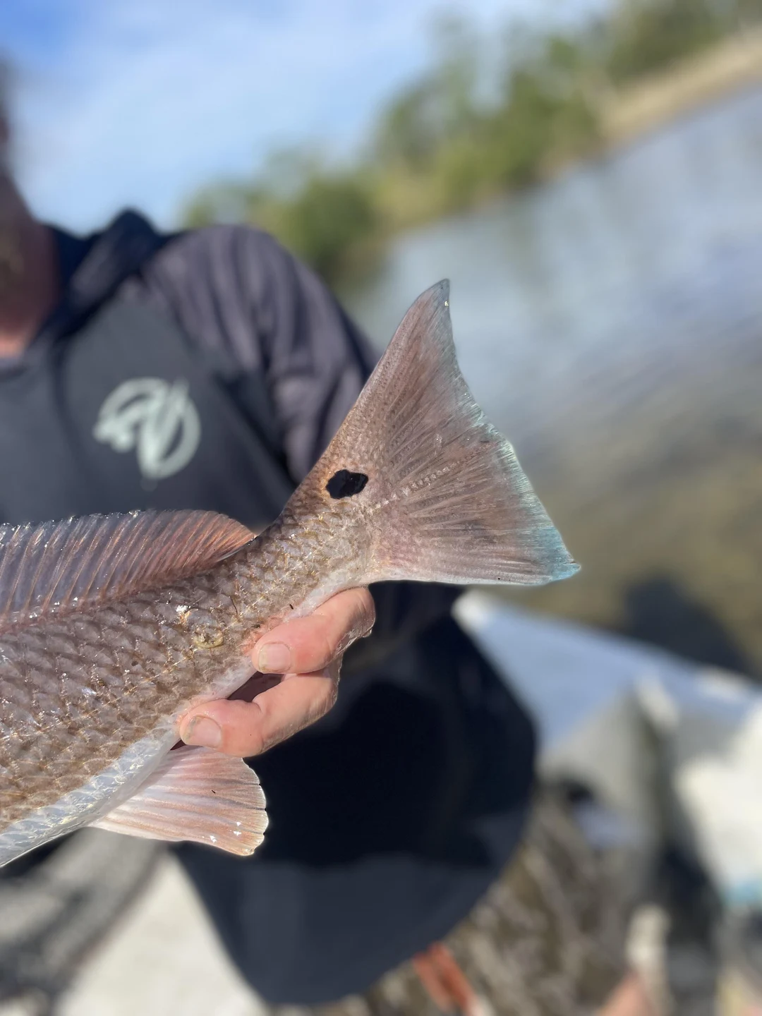 Redfish Tail | Scrolller