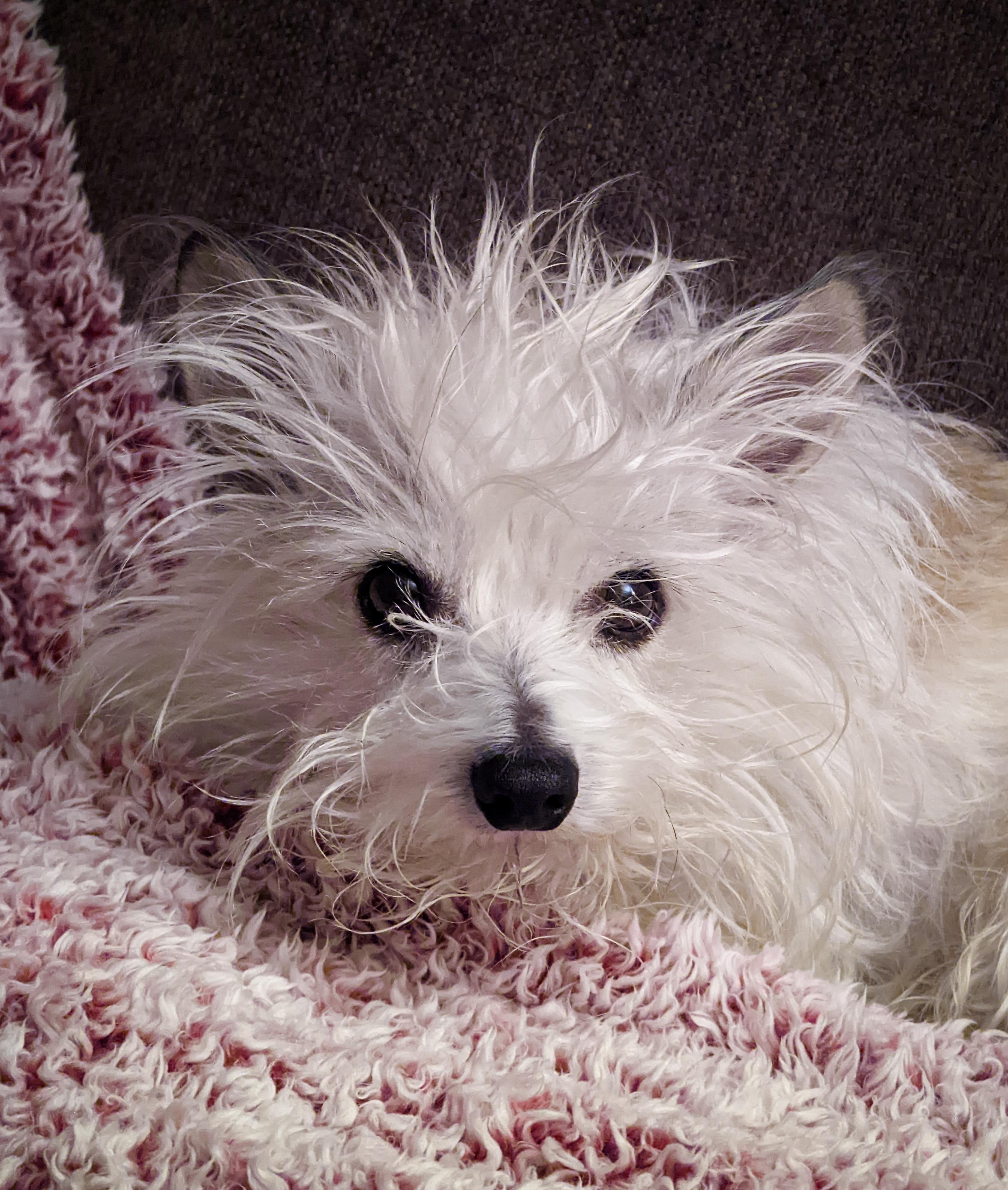 Doomzy von Mutt | Scrolller