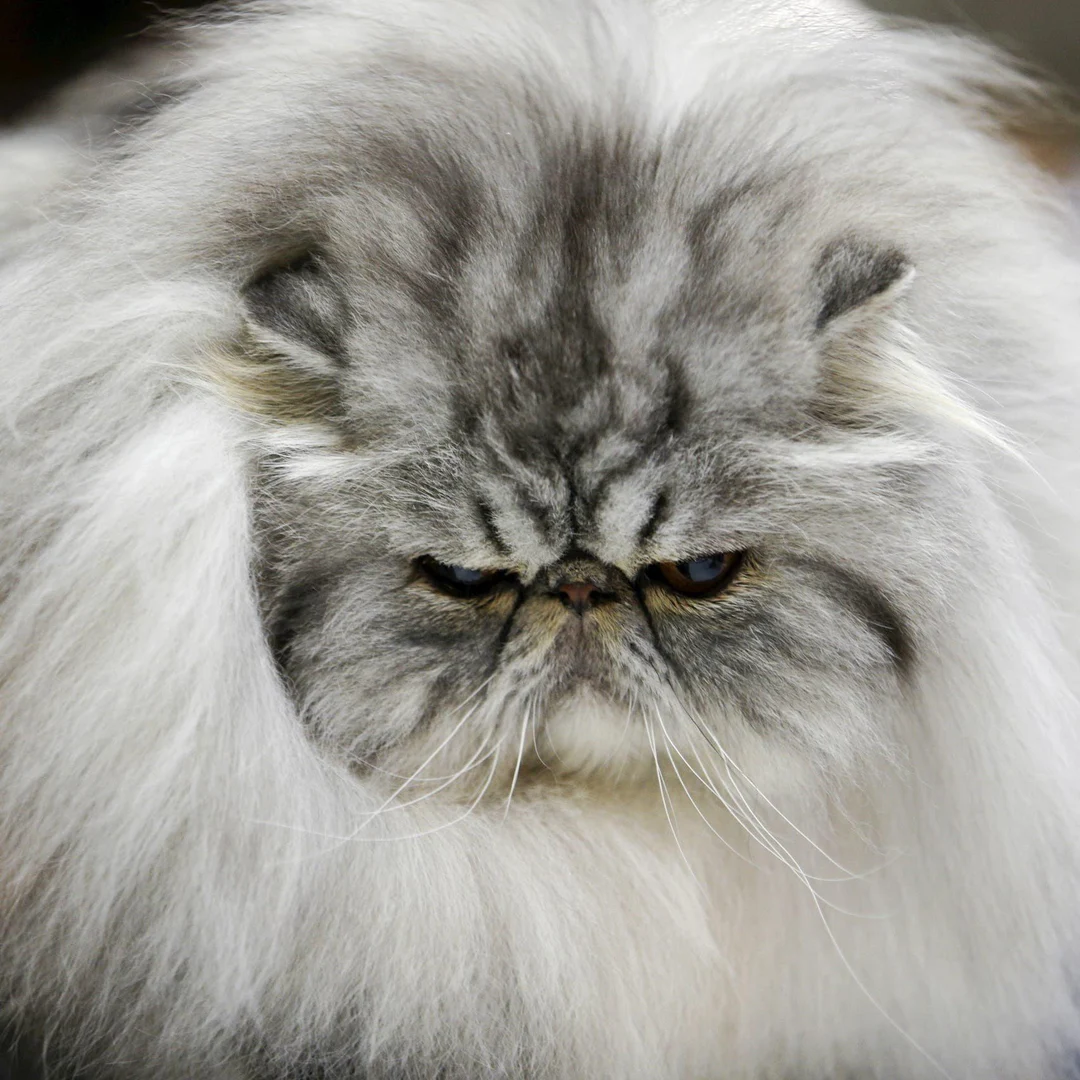 Swallowed by his own floof. | Scrolller