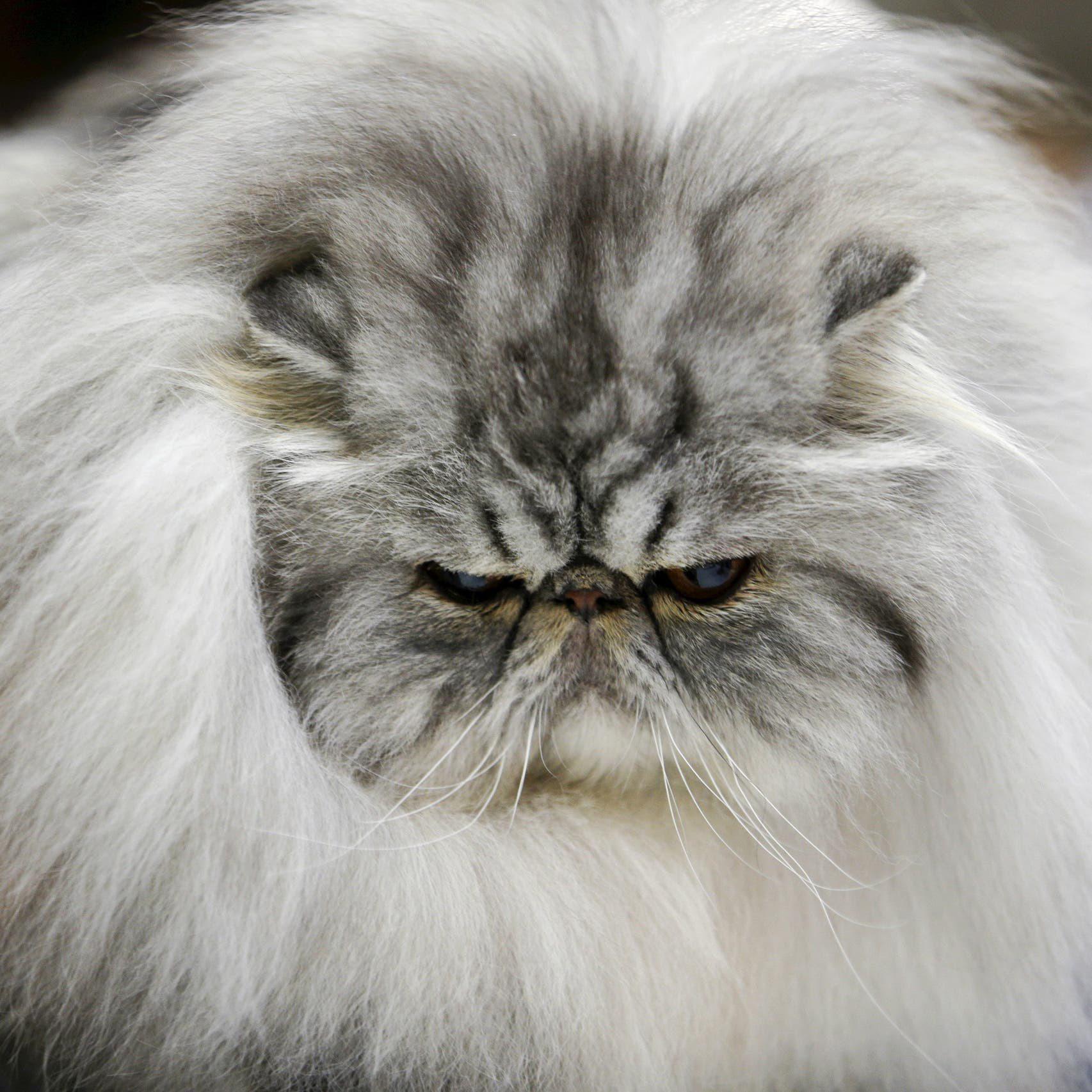 Discover more like Floof: Swallowed by his own floof. and Related Content | Scrolller