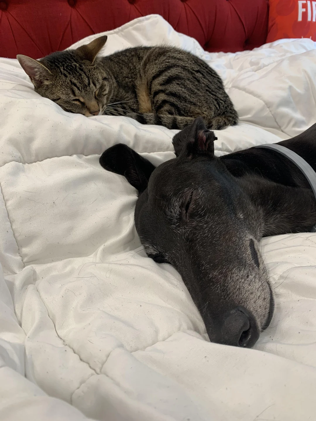 Besties love a cat nap | Scrolller