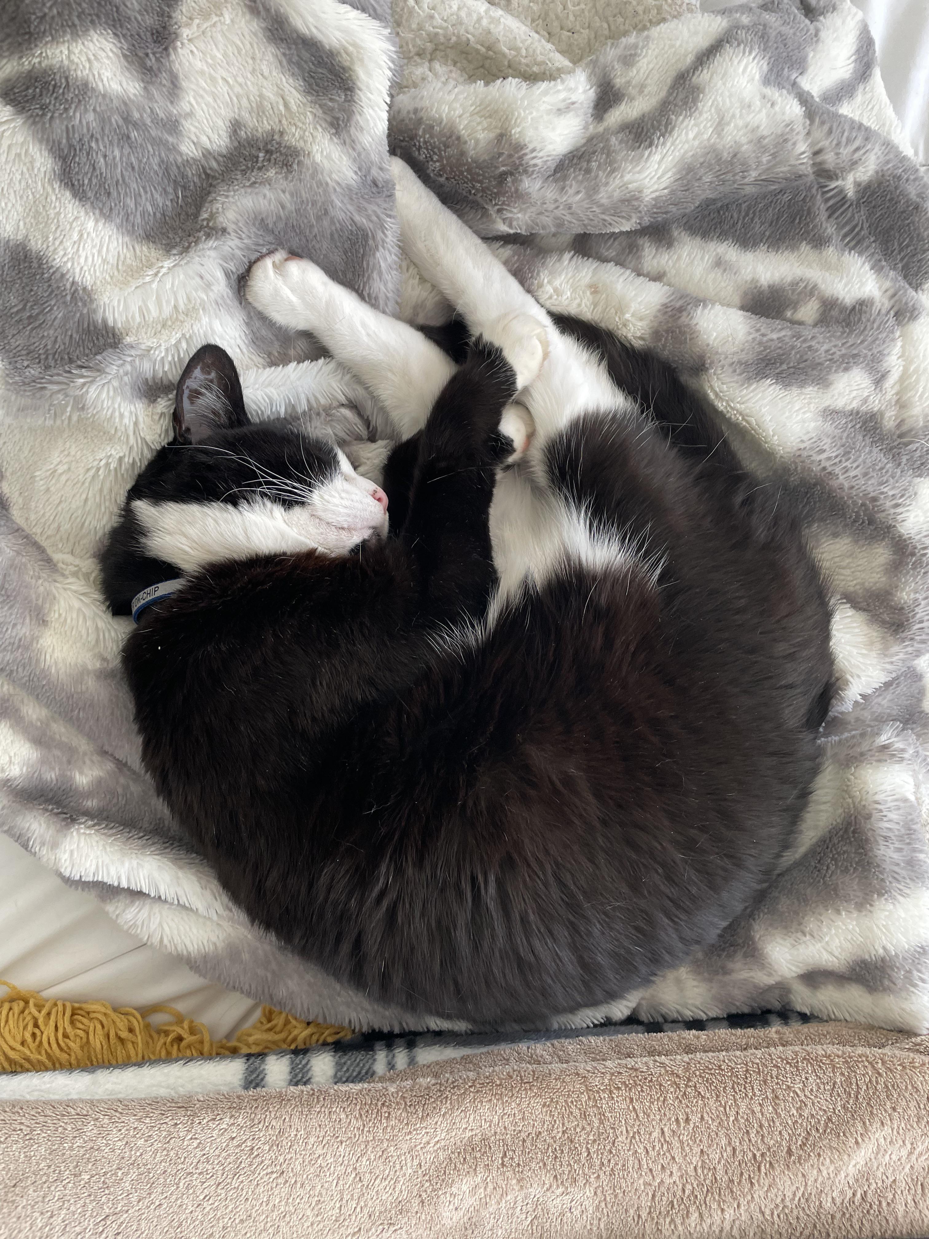 Circle of fluff | Scrolller