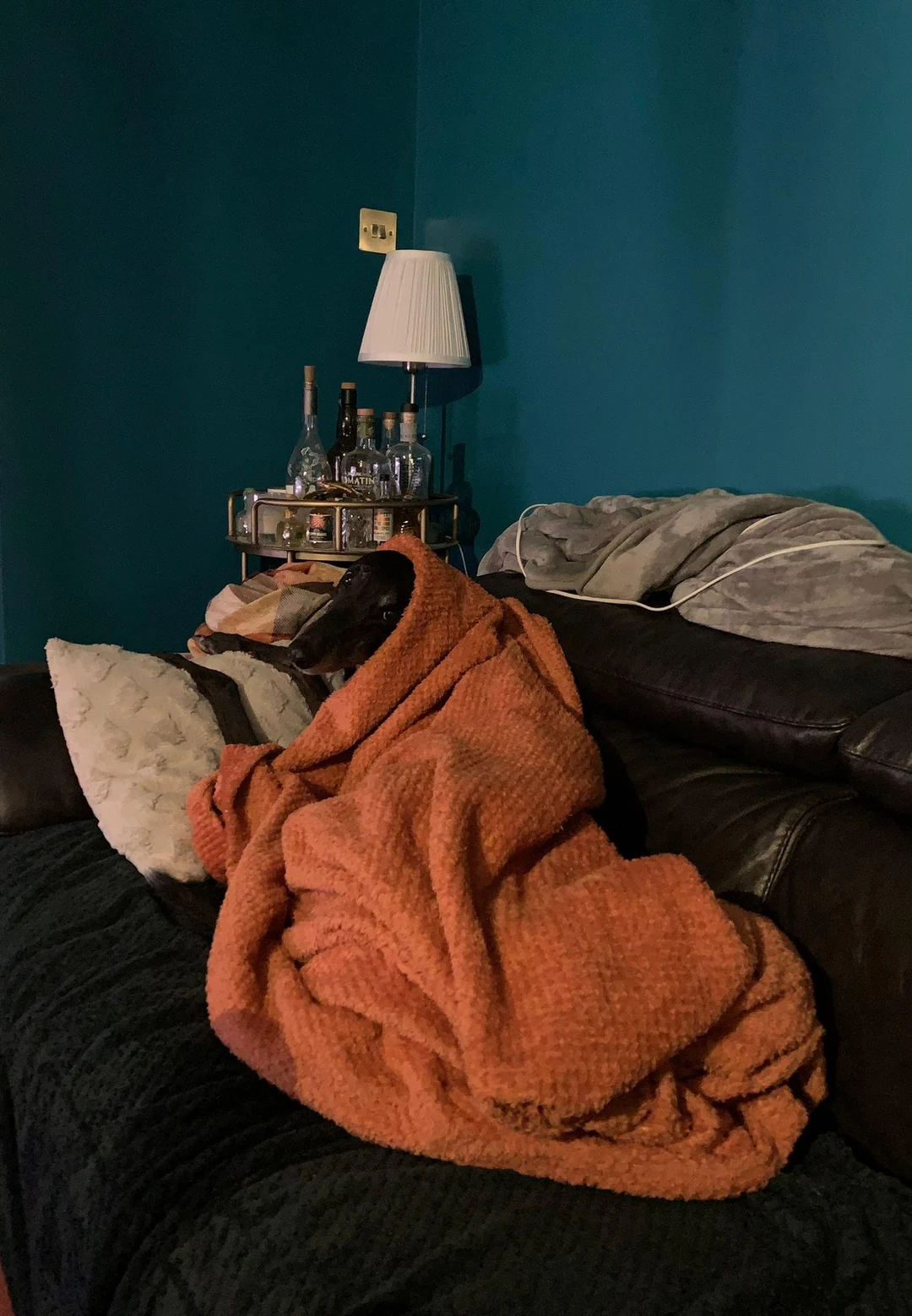 Discover more like Greyhounds: Meet Zuko. Needed assistance getting out from under blanket and ...