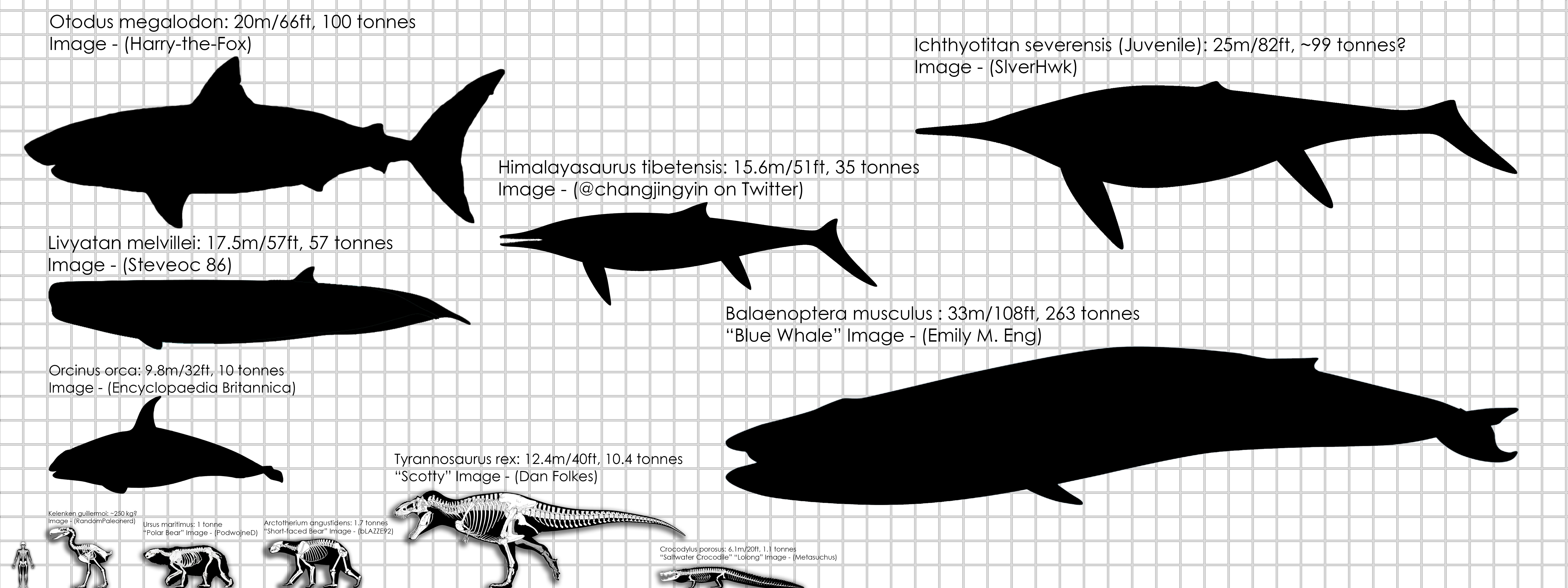 Size Comparison the Largest (Formally Described) Carnivores of all time | Scrolller