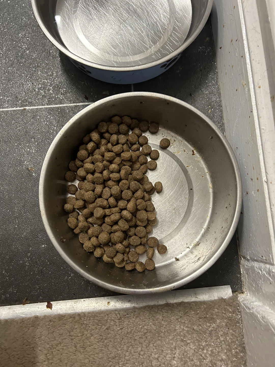 This is how my dog ate his food today when he was given just kibble instead of half and half ...