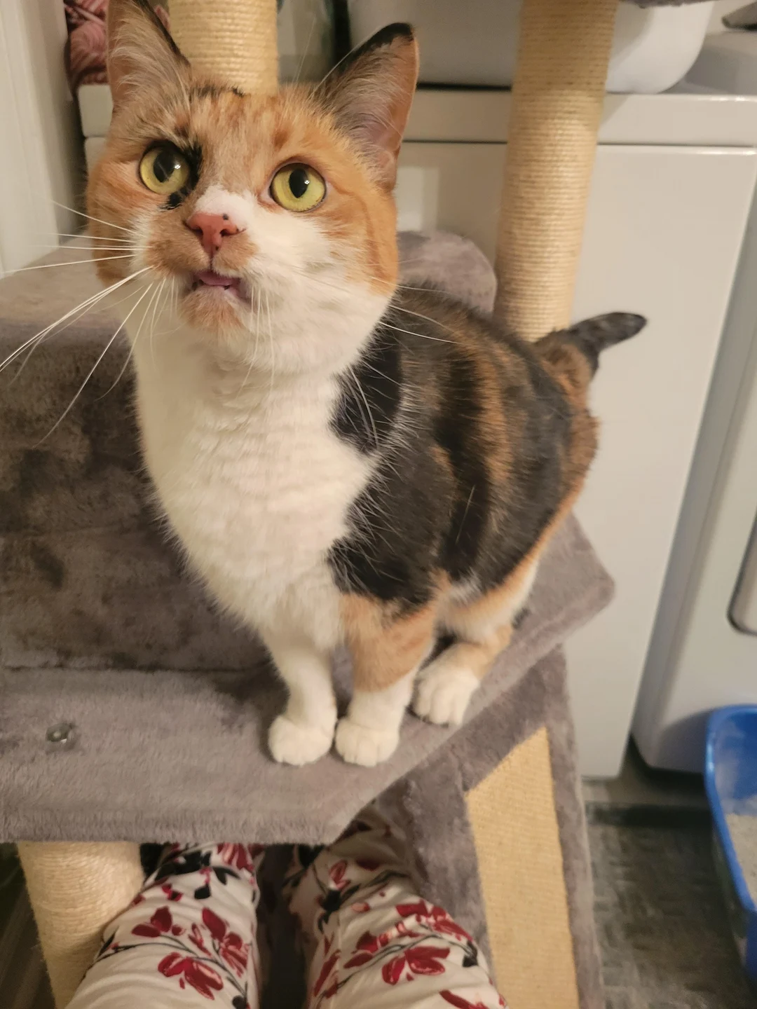 Derp (oc) | Scrolller