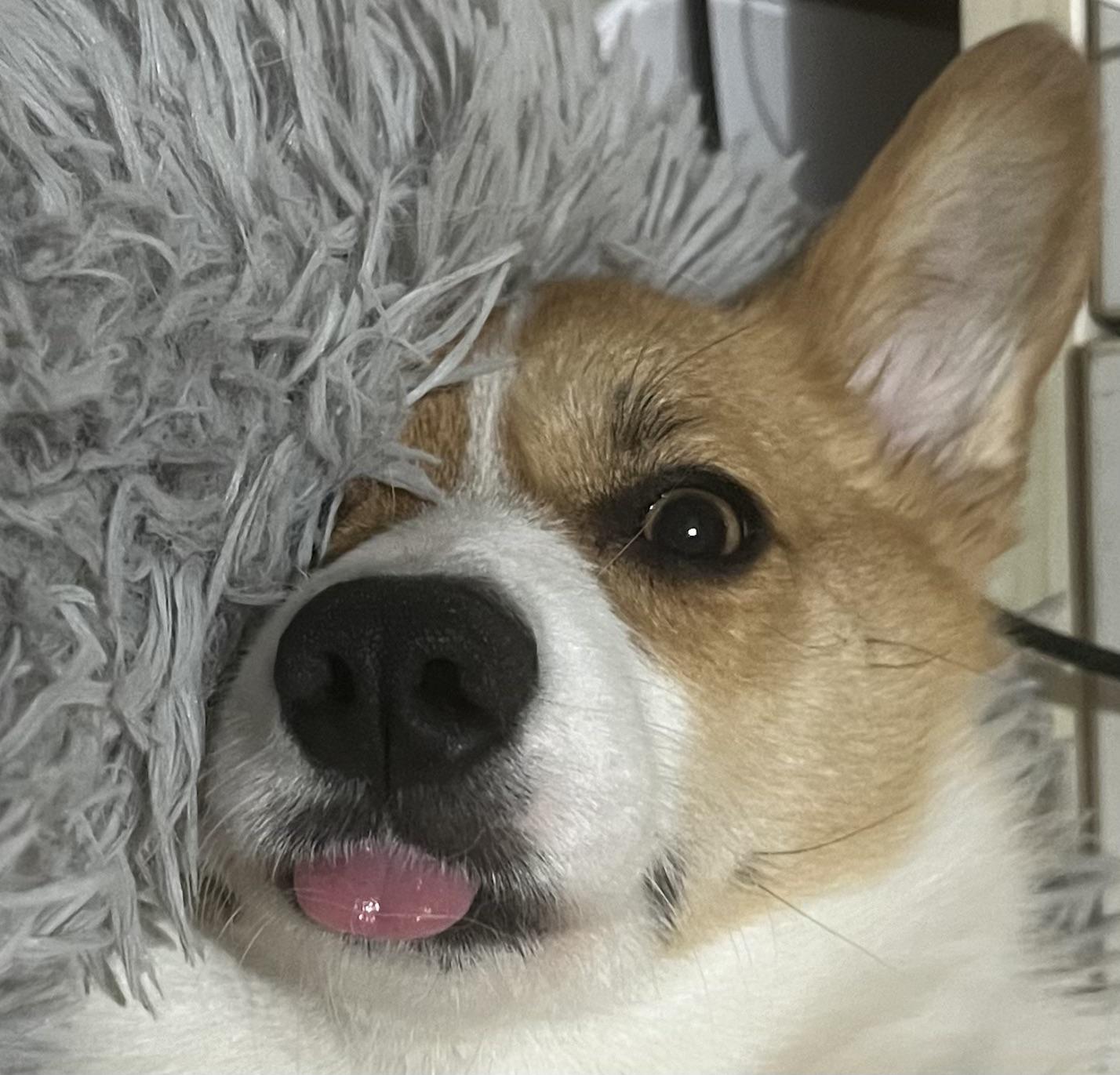 Derp queen strikes again. | Scrolller