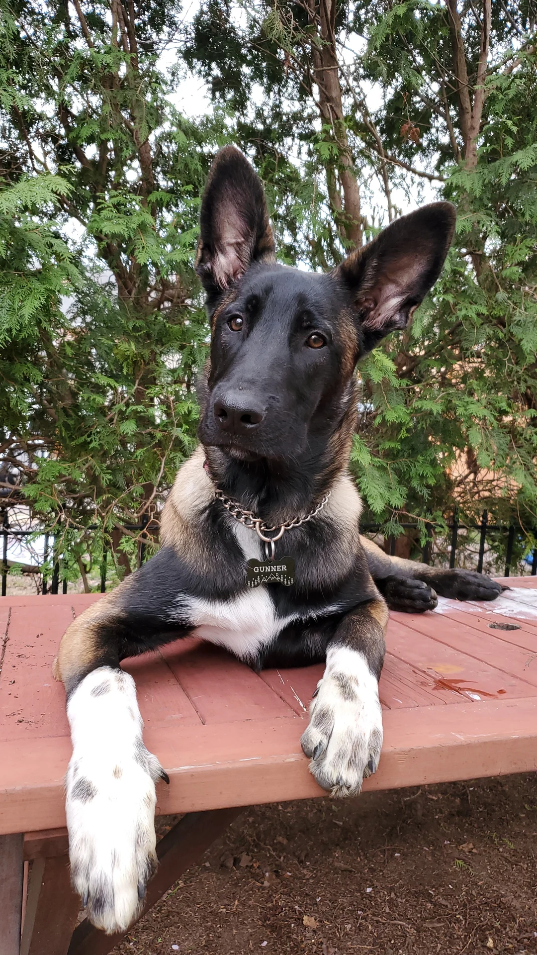 Gunner Moose :) | Scrolller