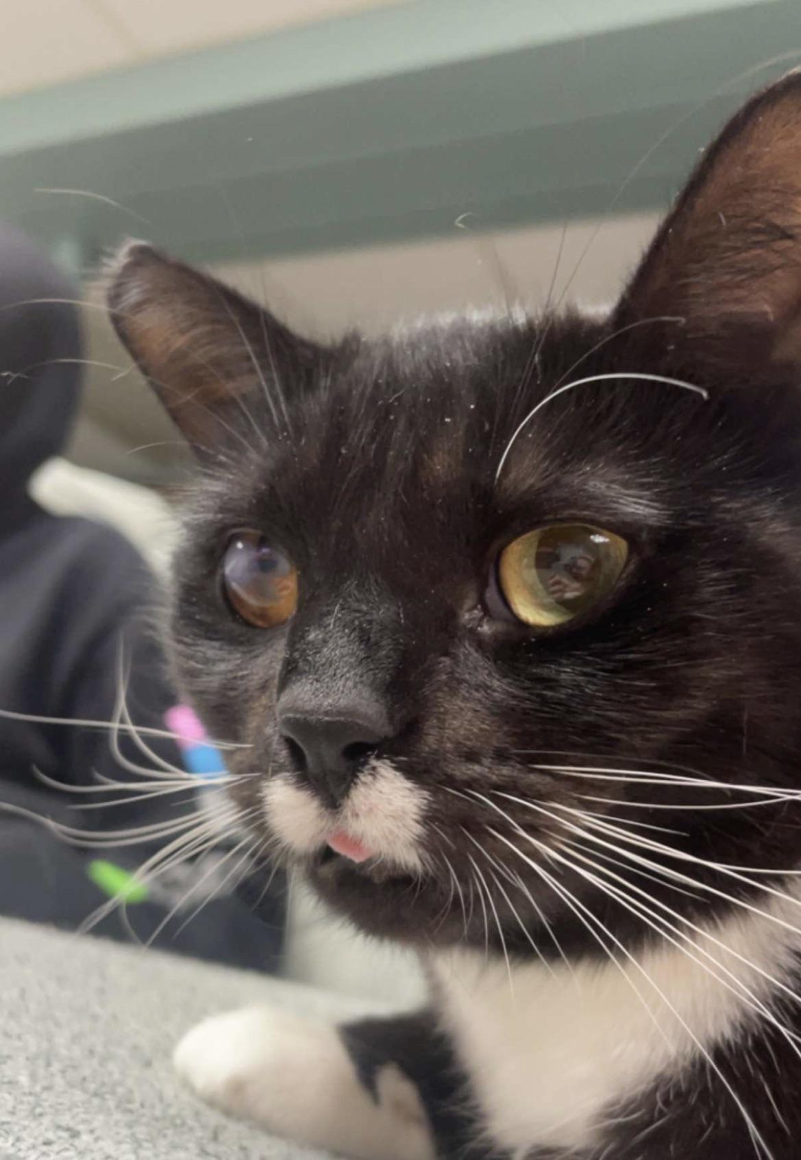 Beep boop blep. | Scrolller