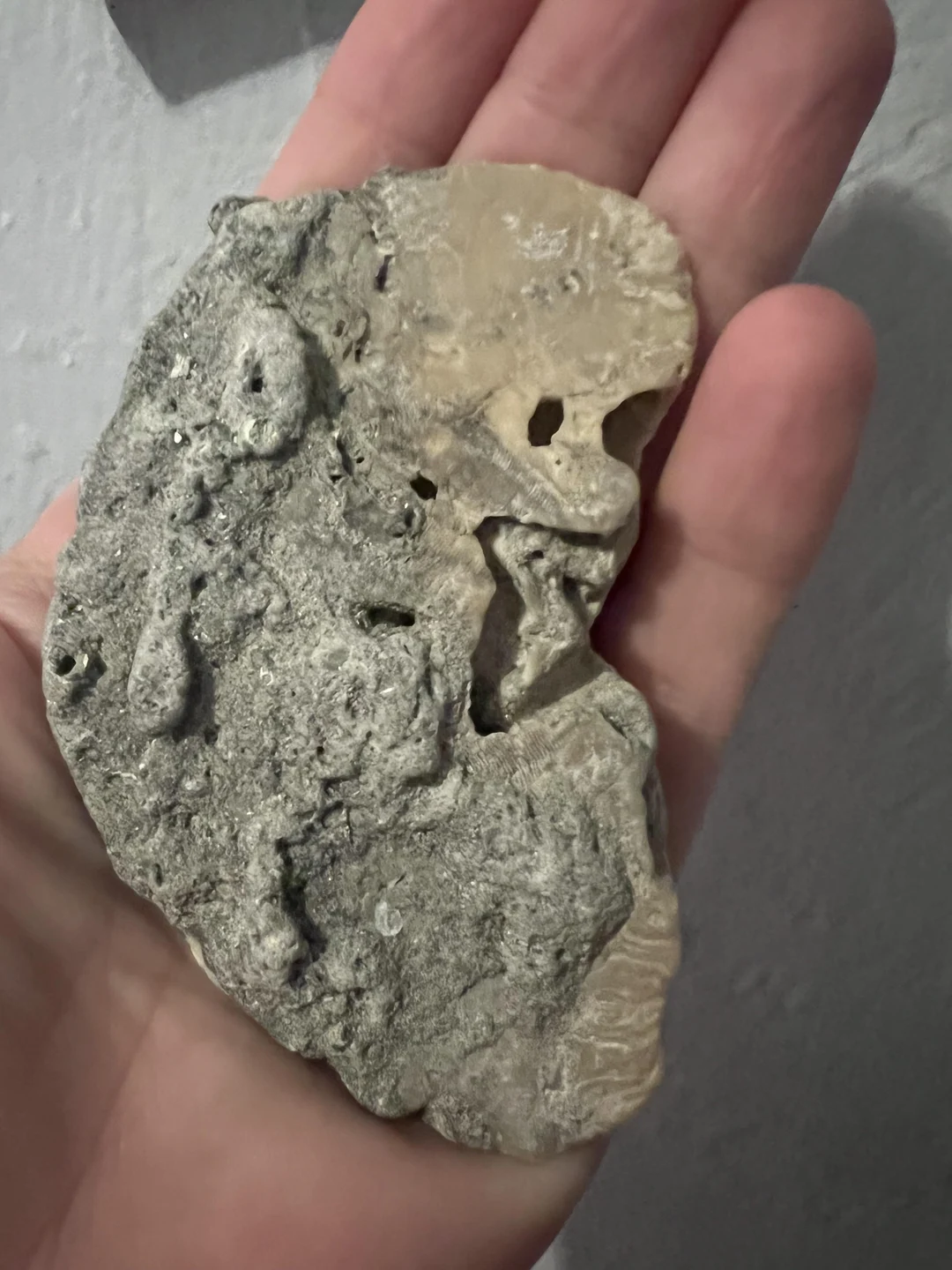 Inspired by the earlier post, here is my fossilized sand dollar find | Scrolller