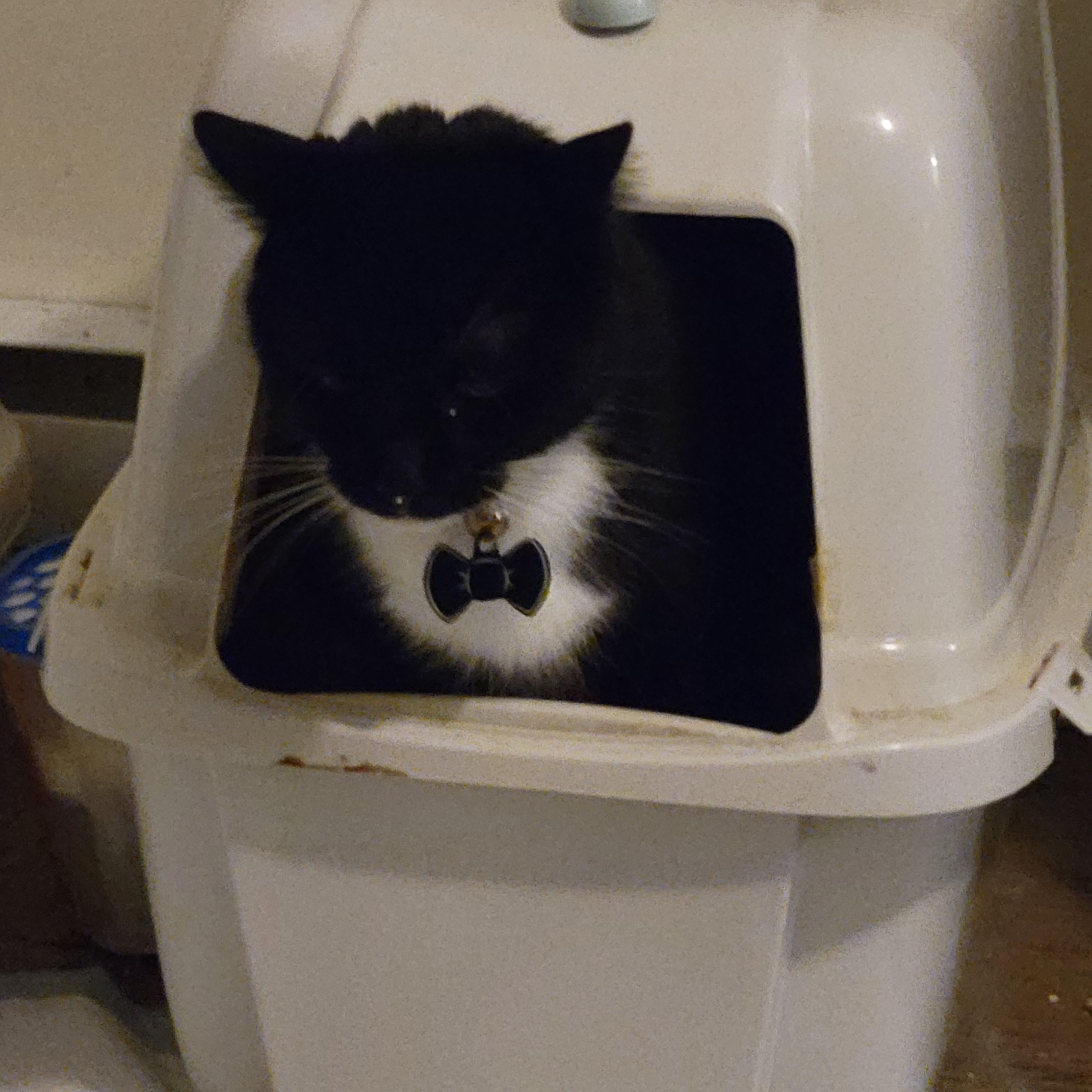 Odin is too big for the other cat's litter box | Scrolller