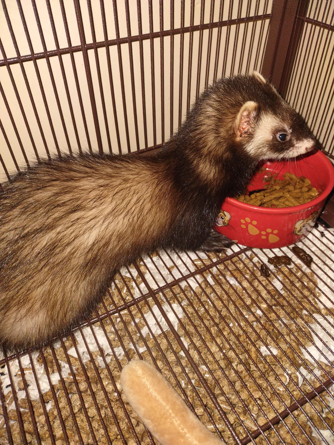 Discover more like Ferrets: My new girl! and Related Content | Scrolller