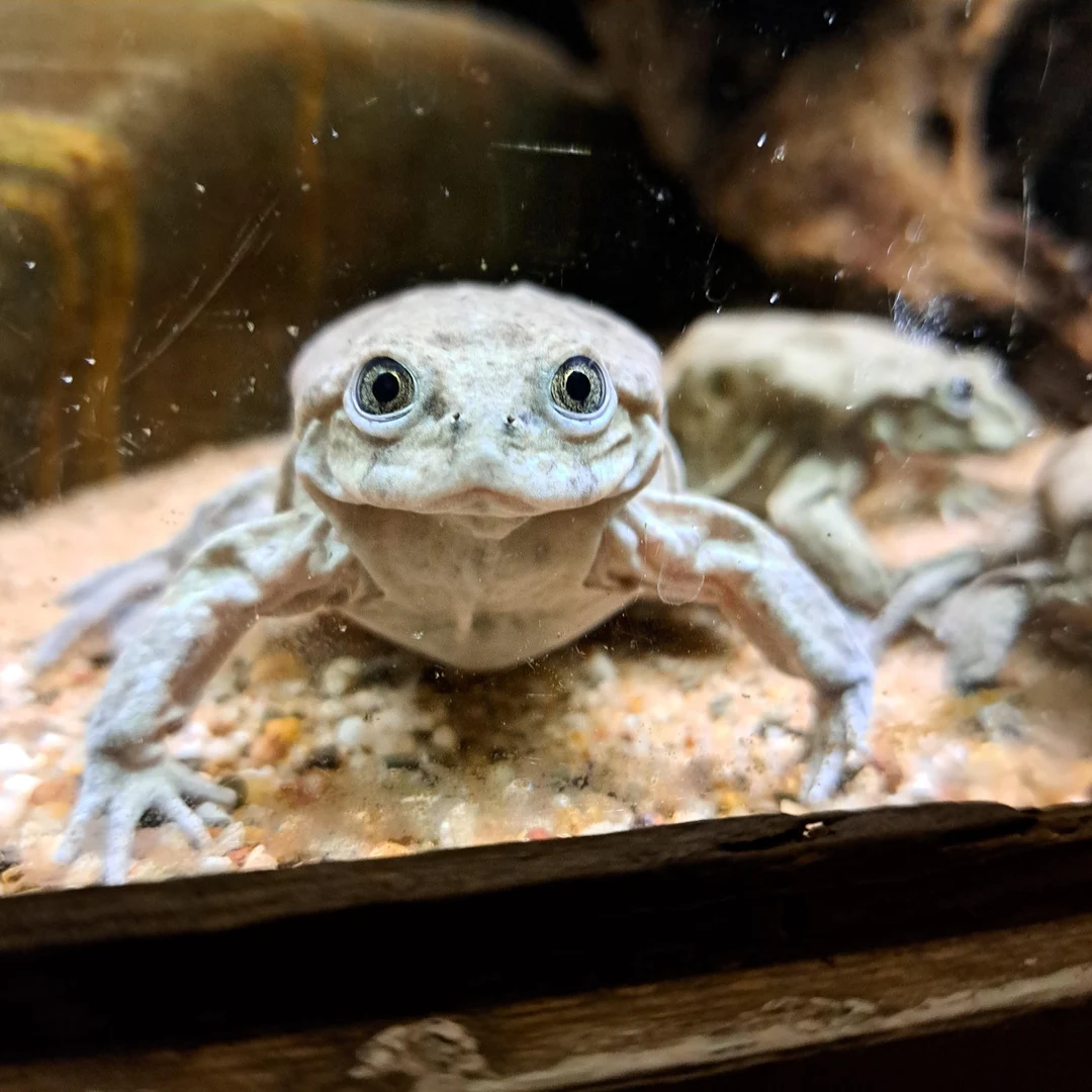 Titicaca Frog | Scrolller