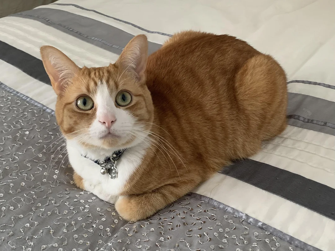 I do like a bit of paws to my loaf | Scrolller