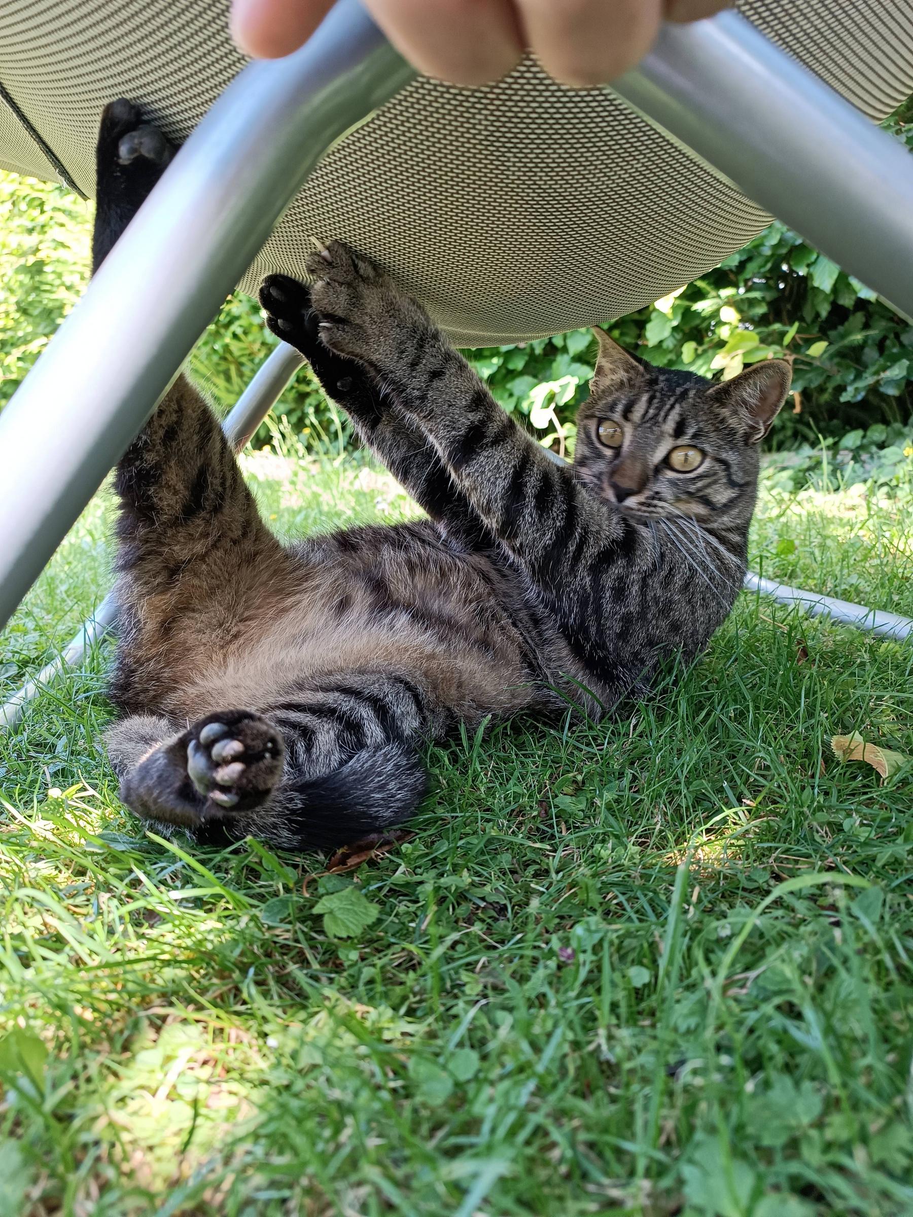 Must claw butt! | Scrolller