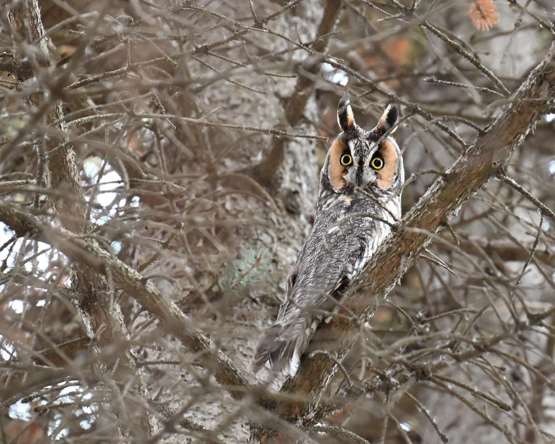 Long-eared Owl lives up to its name | Scrolller