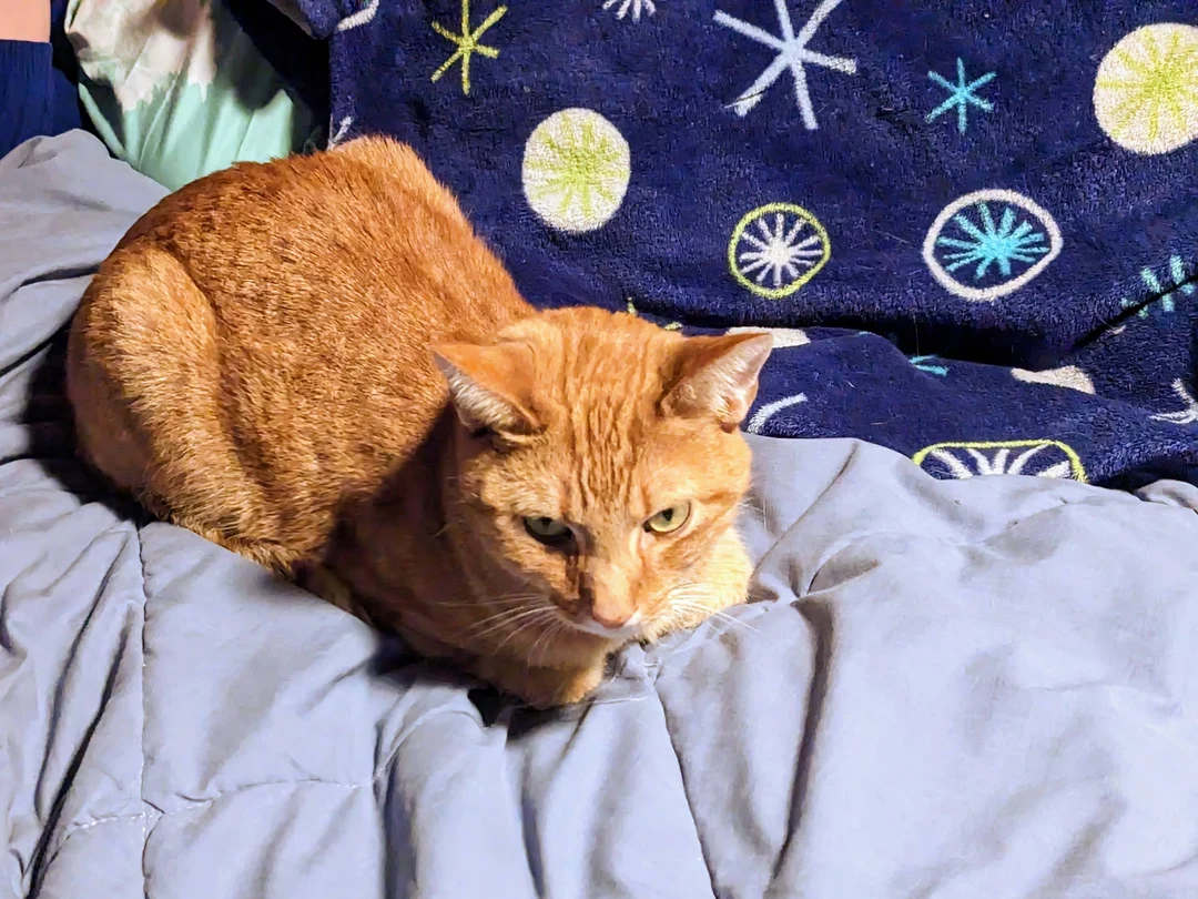 Gadget has excellent form | Scrolller