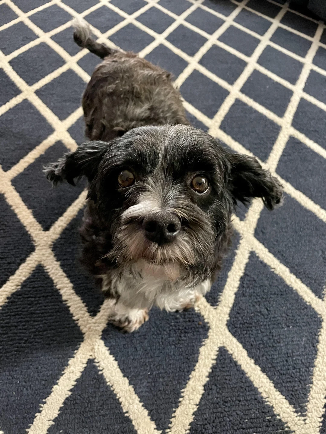 LaLa just got a bath | Scrolller