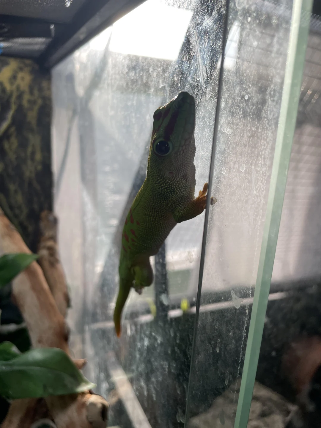 Giant day gecko stuck shed | Scrolller