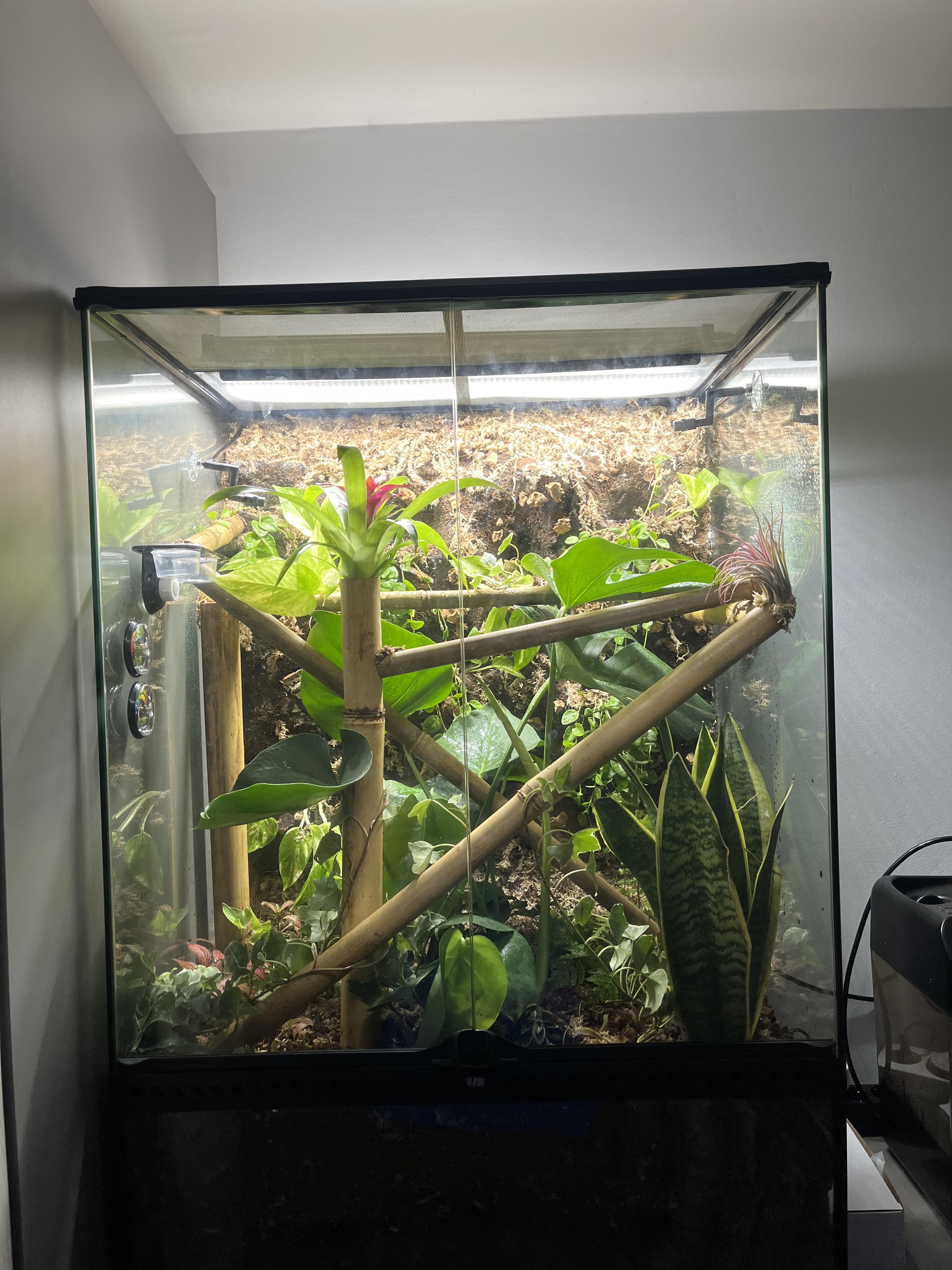 Giant day gecko enclosure advice | Scrolller
