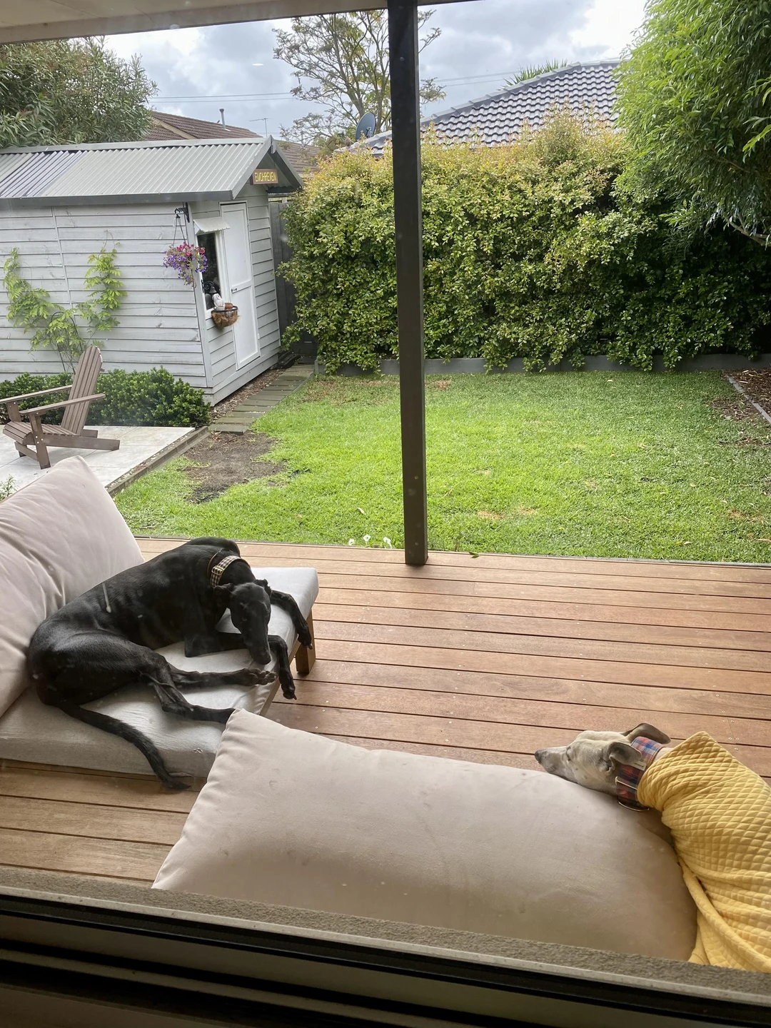 Rex. The stud! Hounds in love | Scrolller