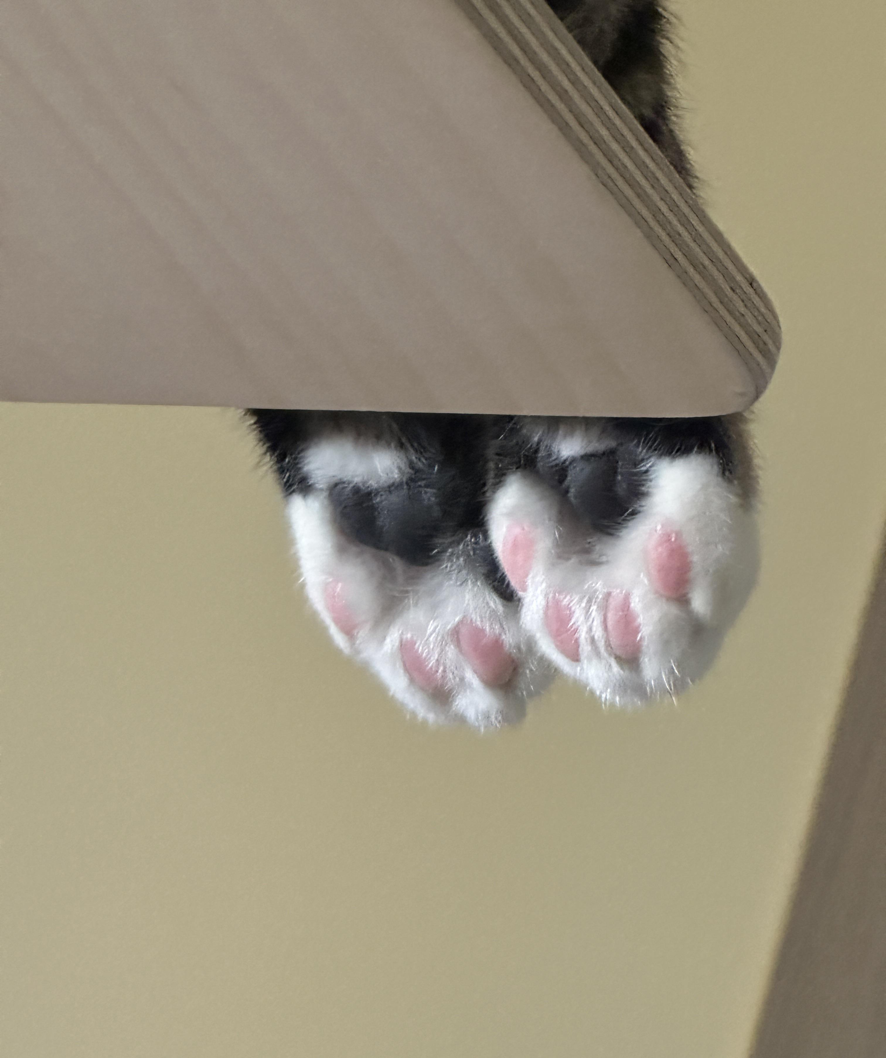 My cat’s paw | Scrolller