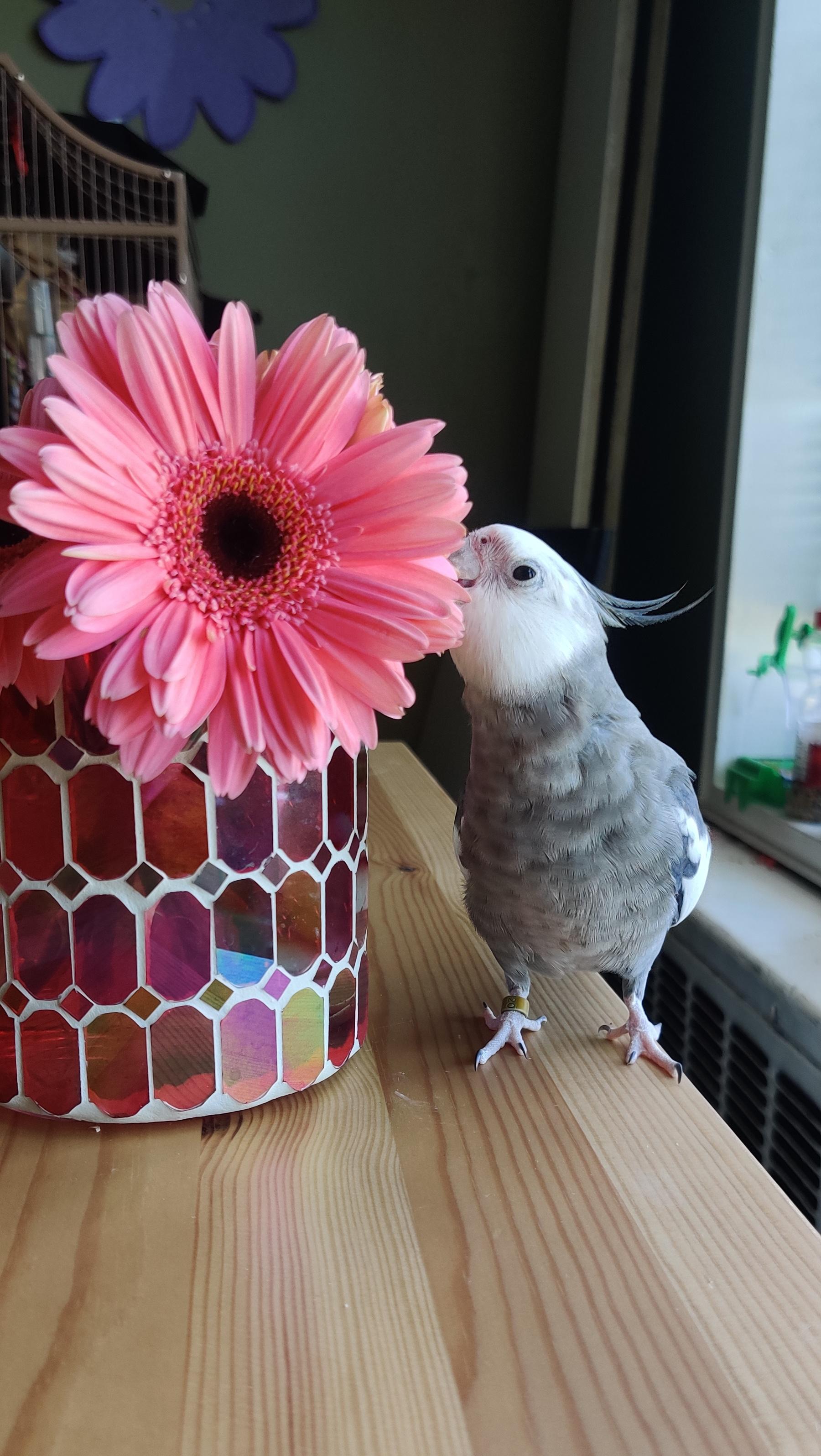 Kewpie, looking beautifully juxtaposed with a bright pink gerbera daisy (& yes, I did panic and ...