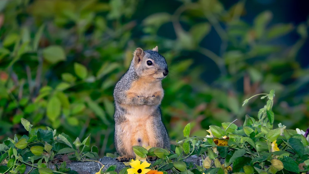 Early Morning Baby Boy Squirrel | Scrolller