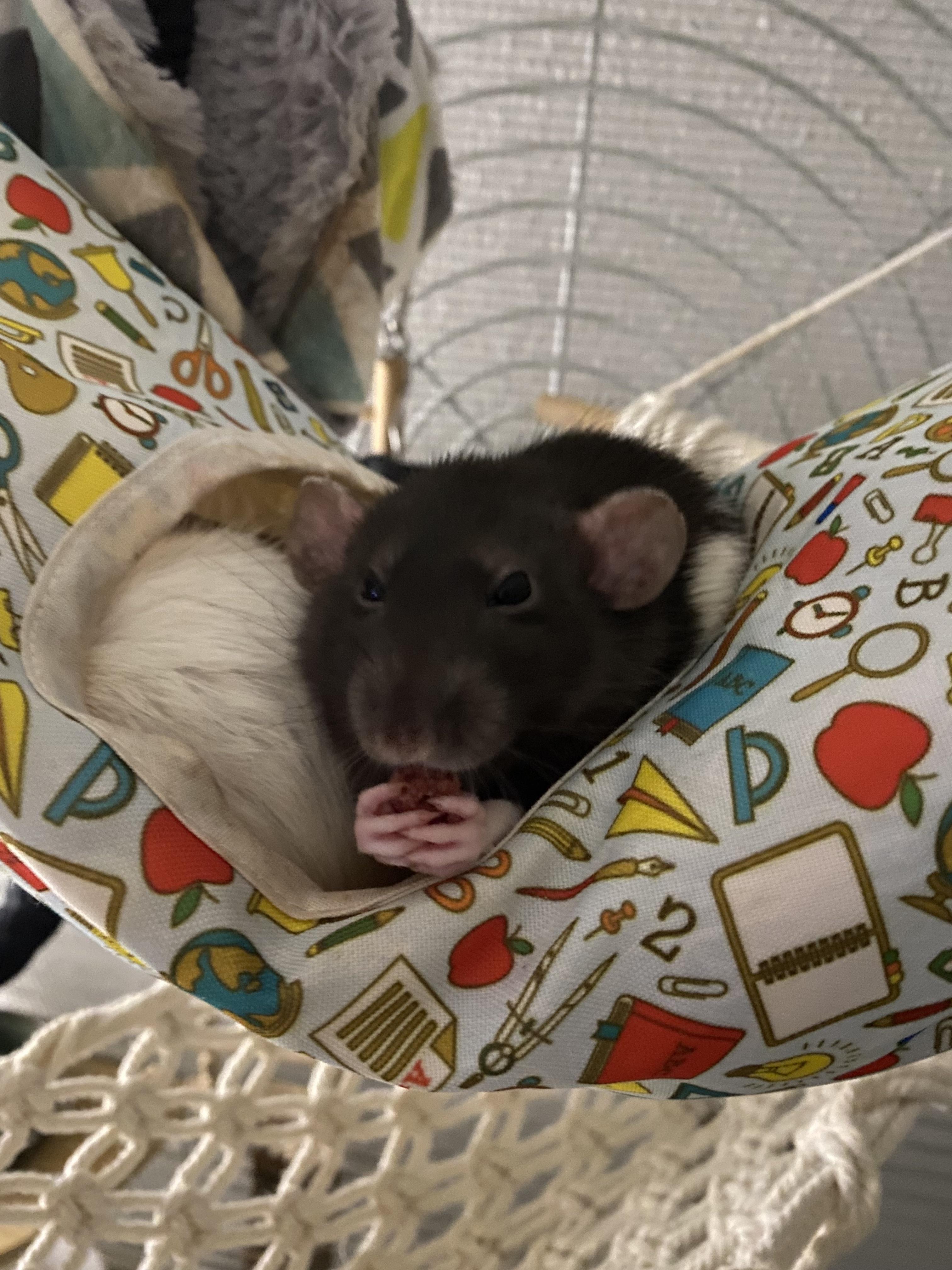 Cage? And update | Scrolller