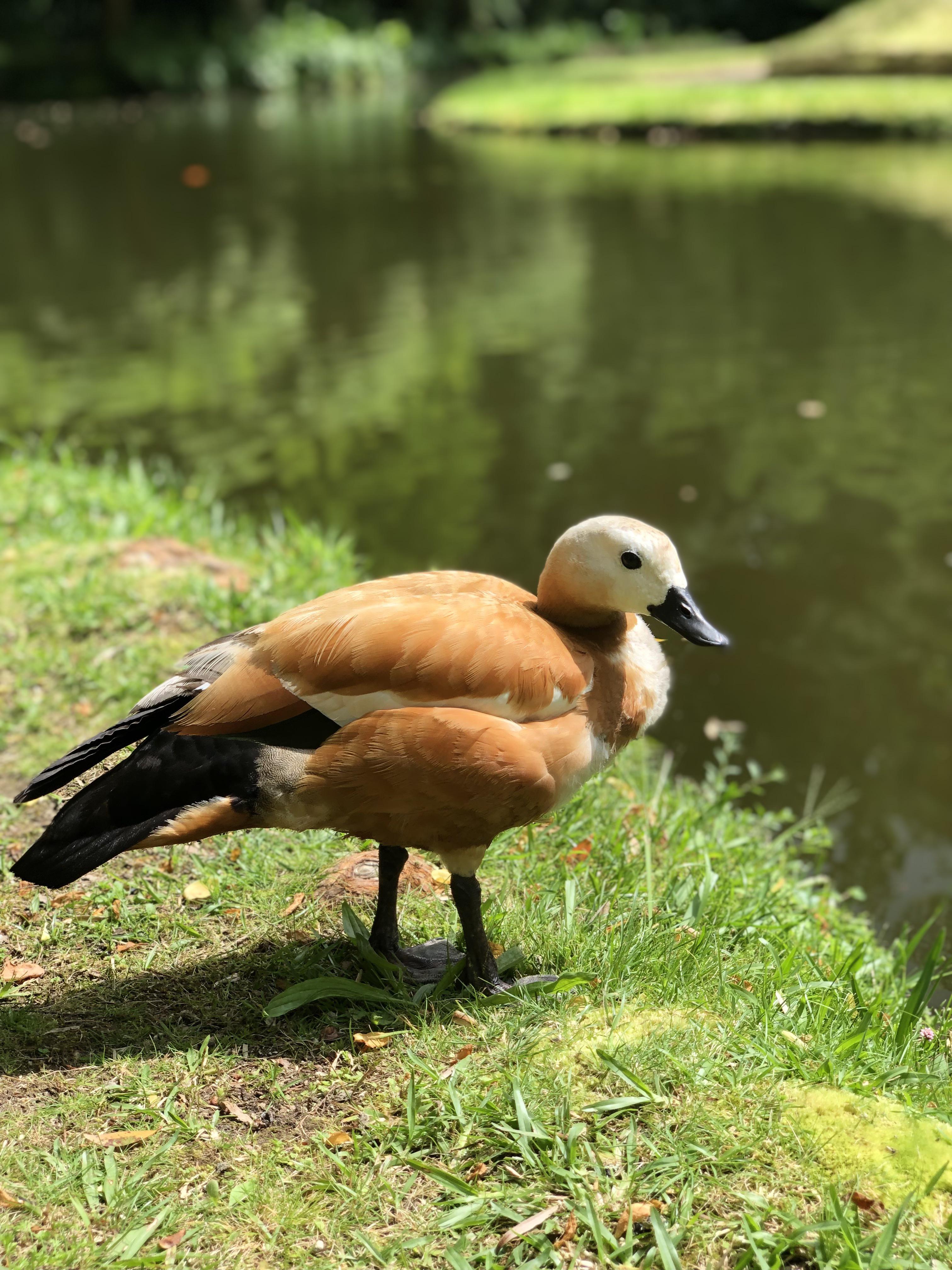 This beautiful bird | Scrolller