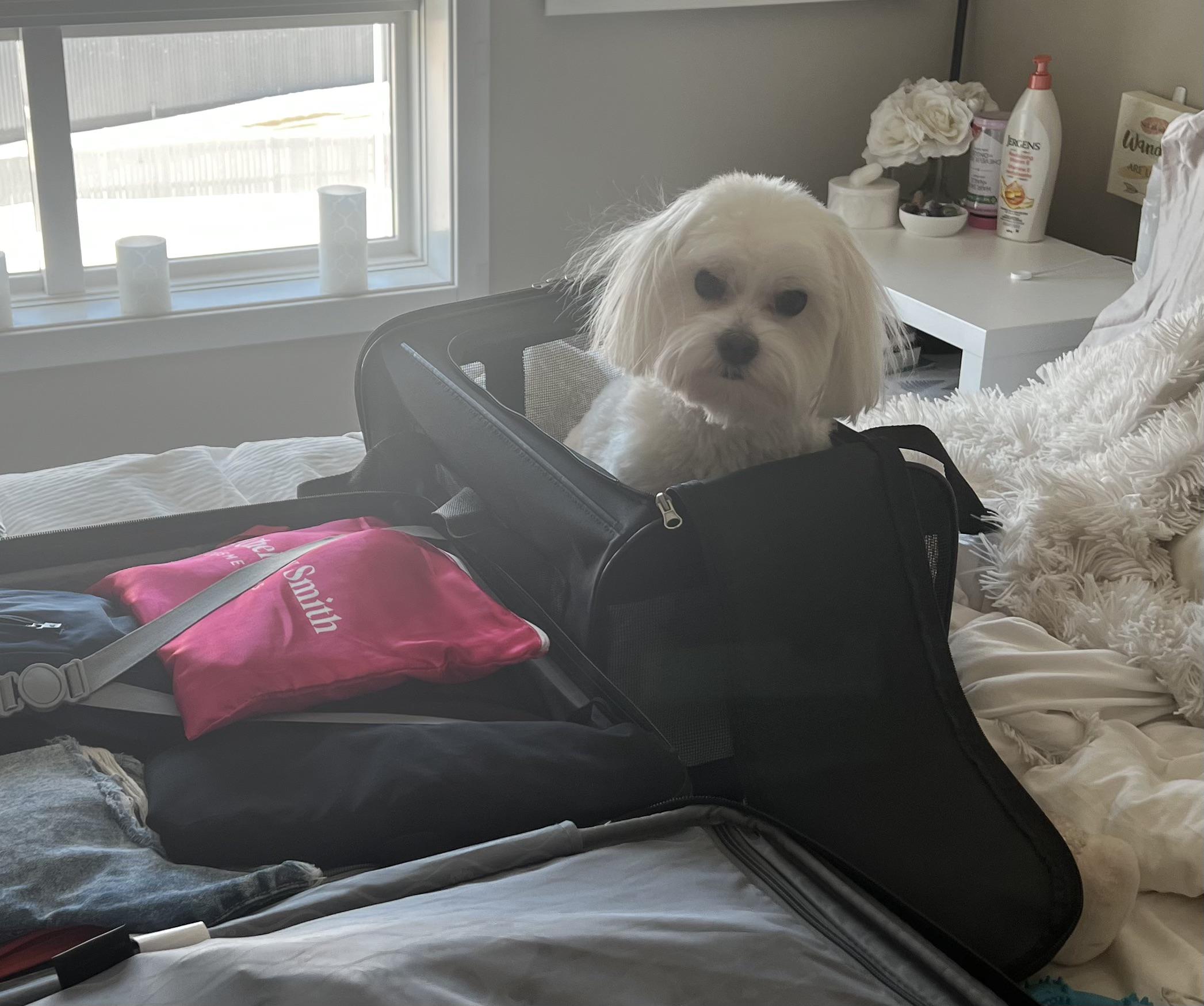 Ready For Vacation Scrolller 2567