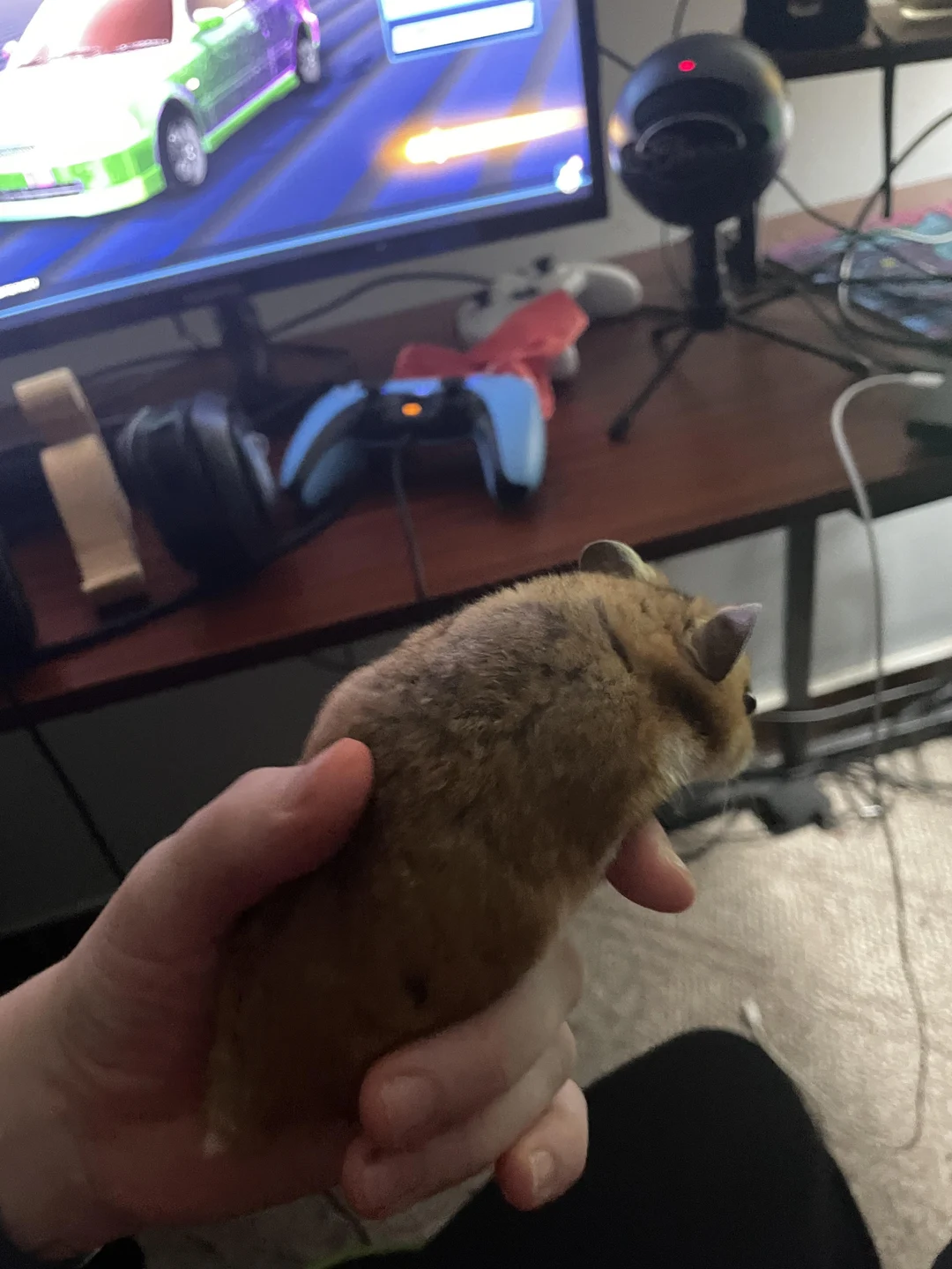 Not the best photo, but Sunny has become more comfortable with being held. | Scrolller