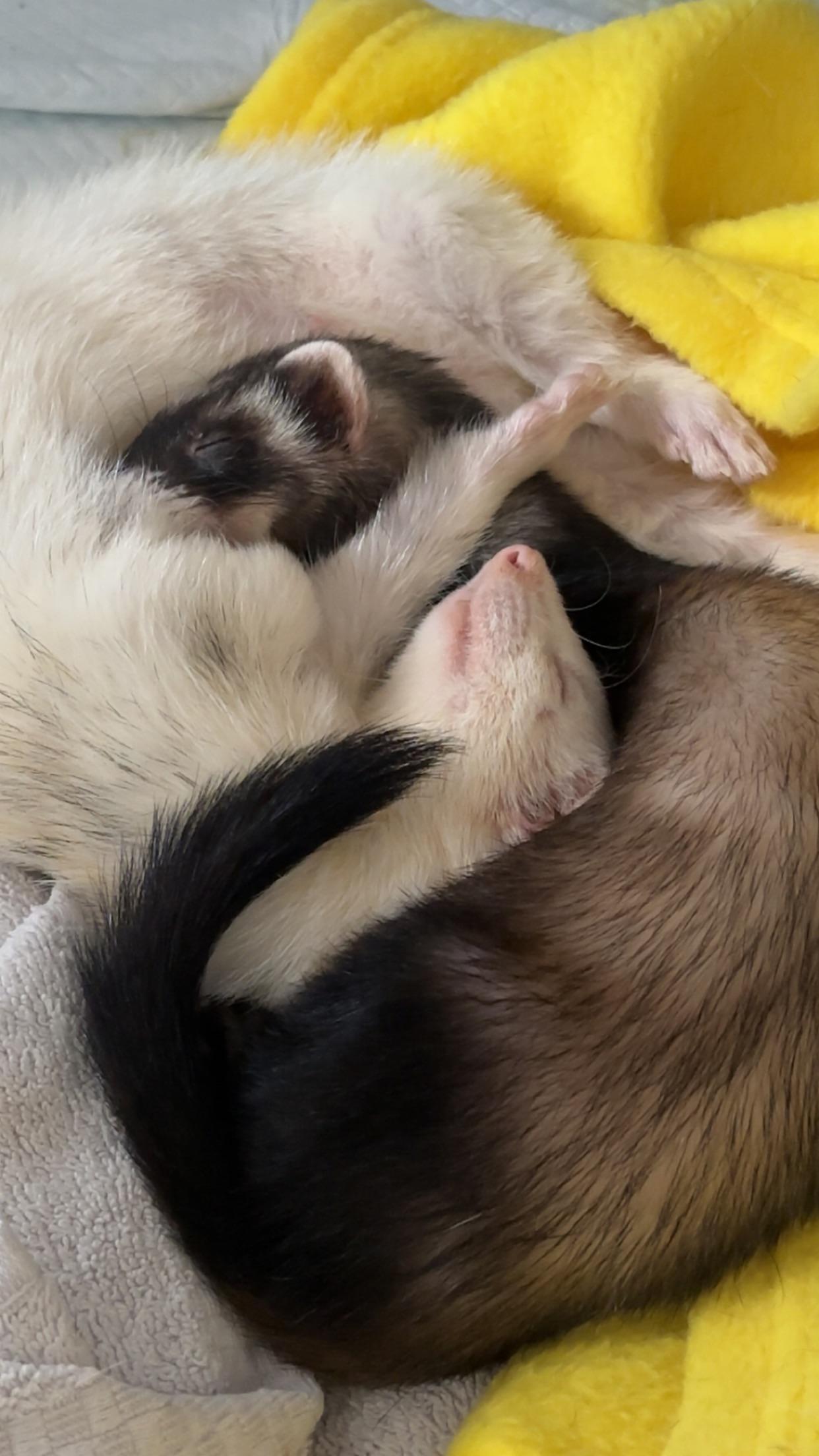 Ferret cuddles | Scrolller