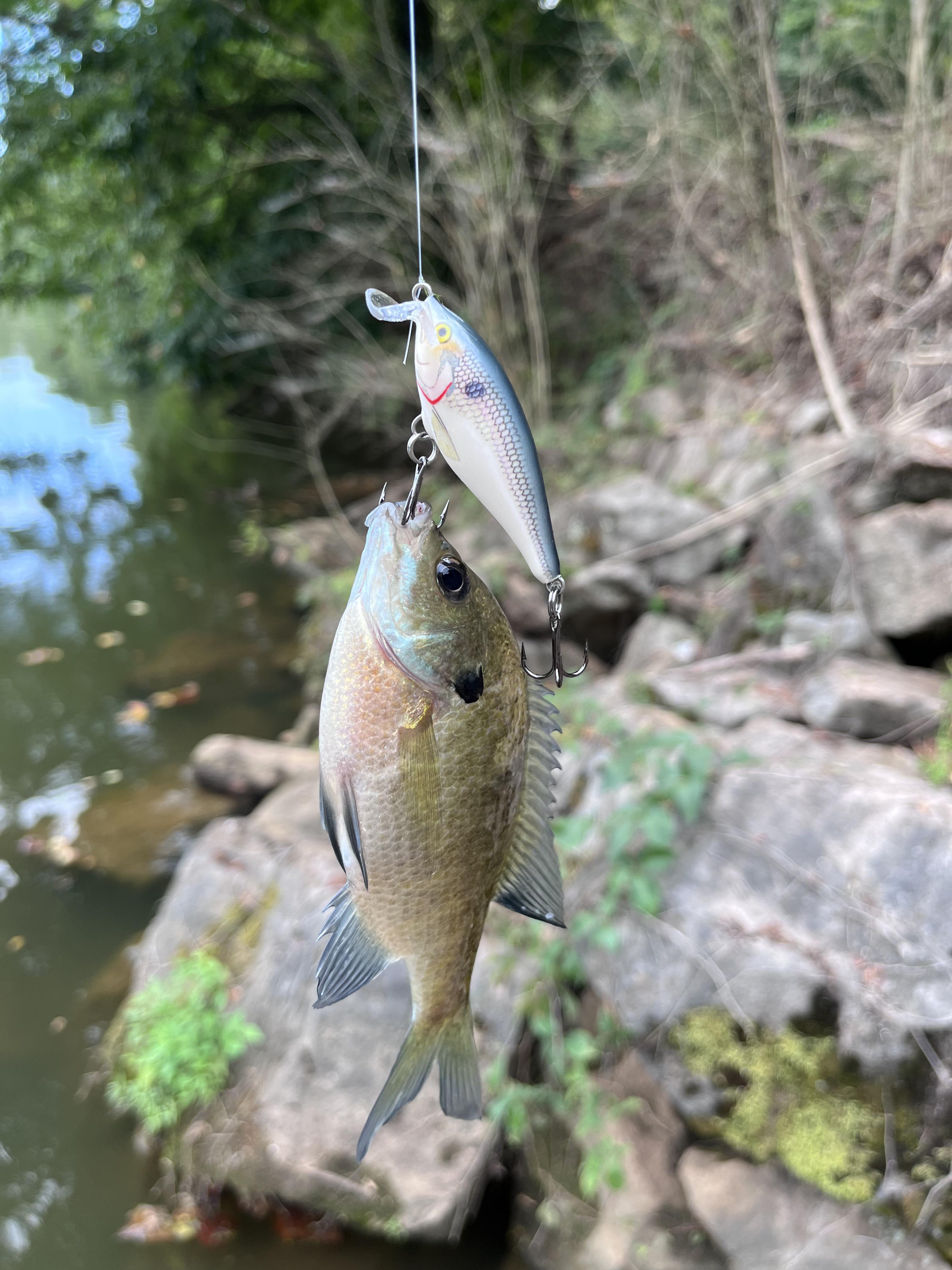 This one bite was bigger than it's bark. | Scrolller