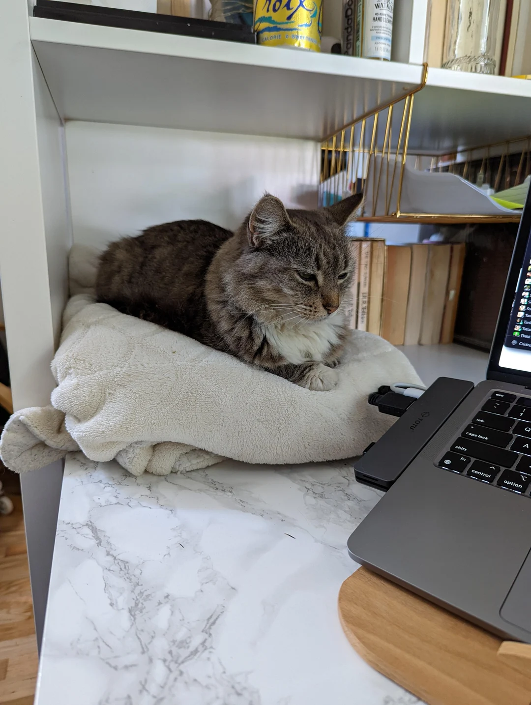 Please stop rubbing your face against the corner of my laptop and giving a peep show of your ...