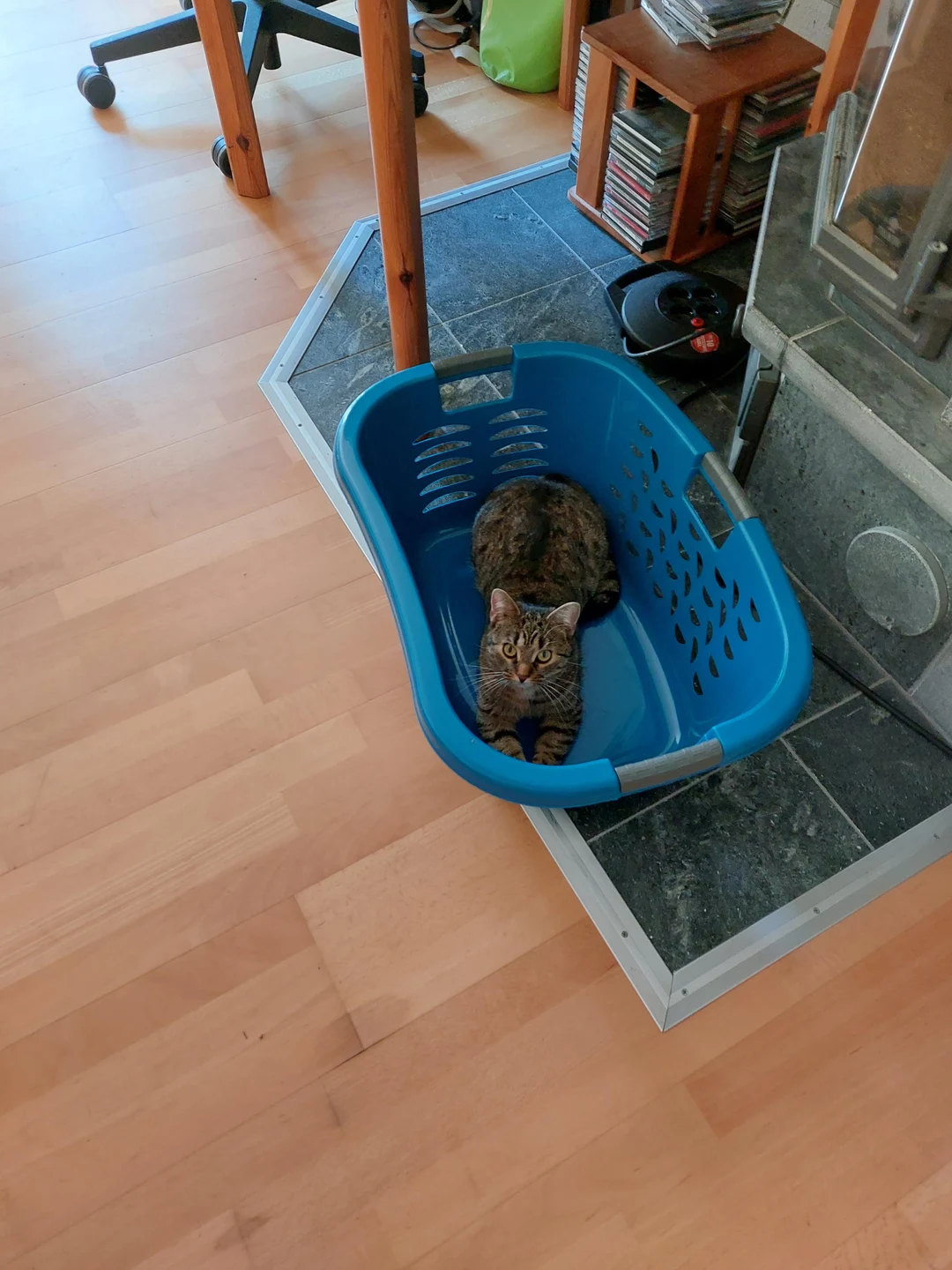 Successfully trapped | Scrolller