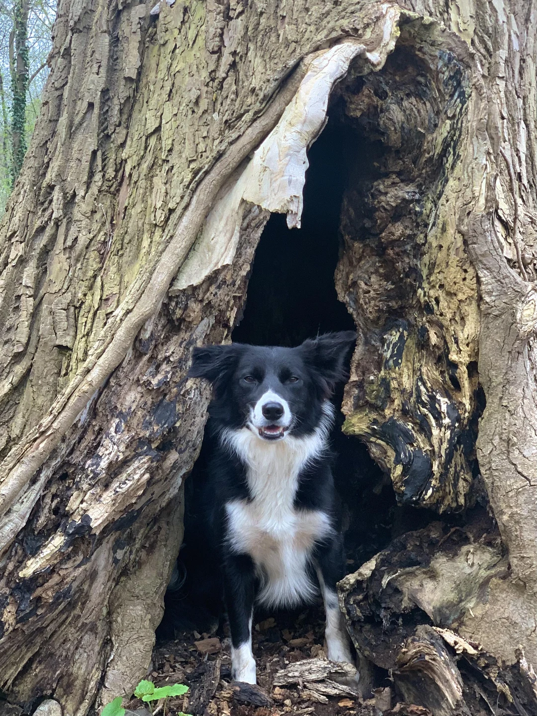 Dog in a log | Scrolller