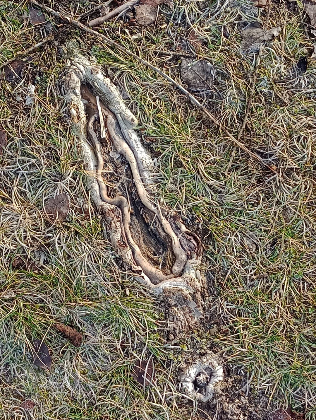 Deep into Mother Earth | Scrolller